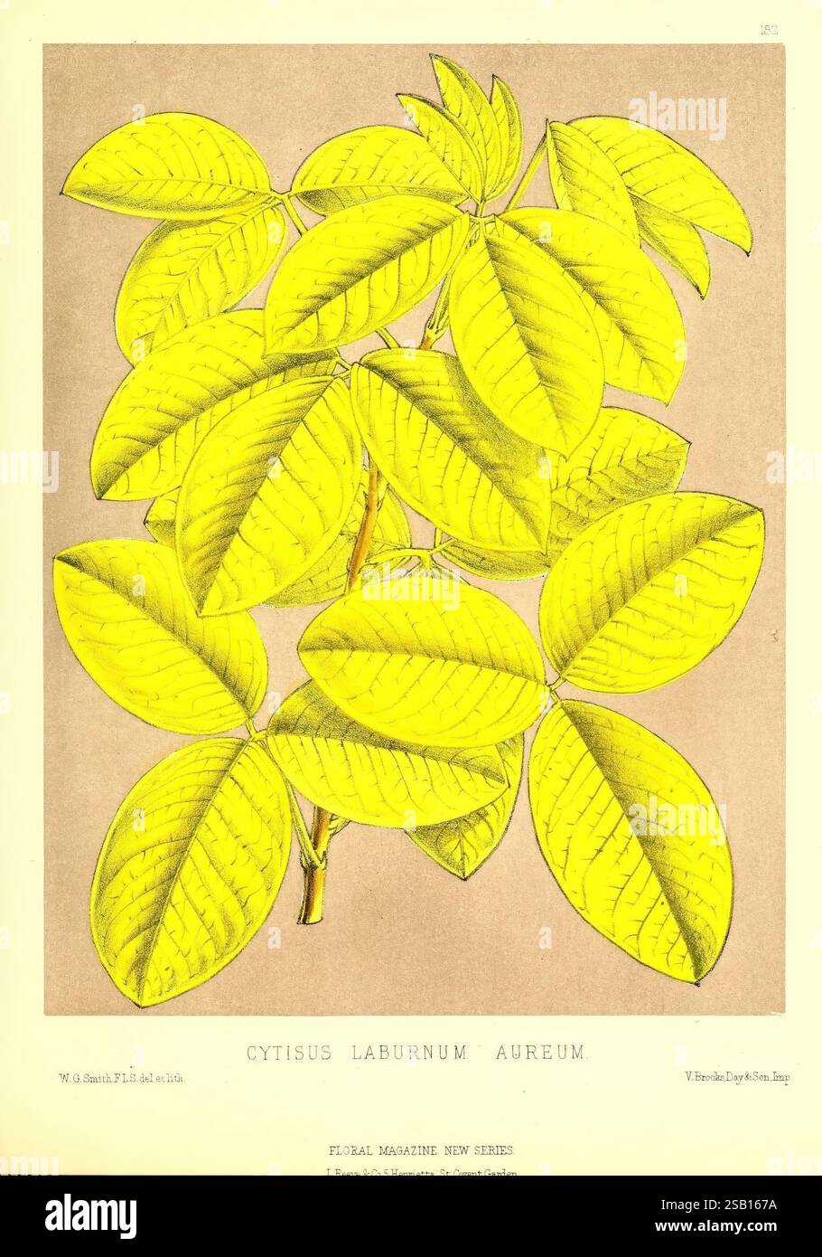 The, floral, magazine, London, L. Reeve & Co, flower, gardening ...