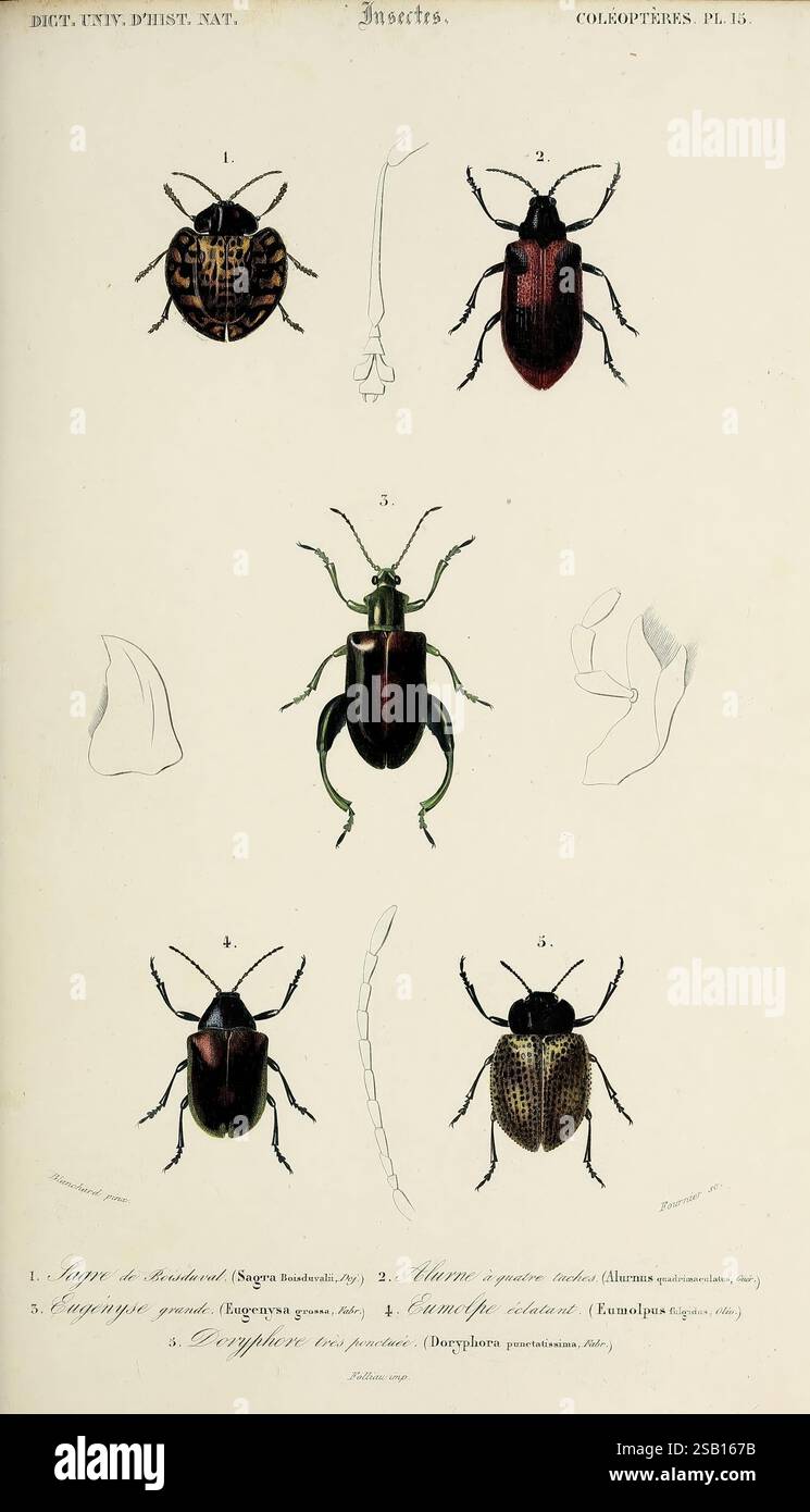 Showcasing five distinct insects hi-res stock photography and images ...