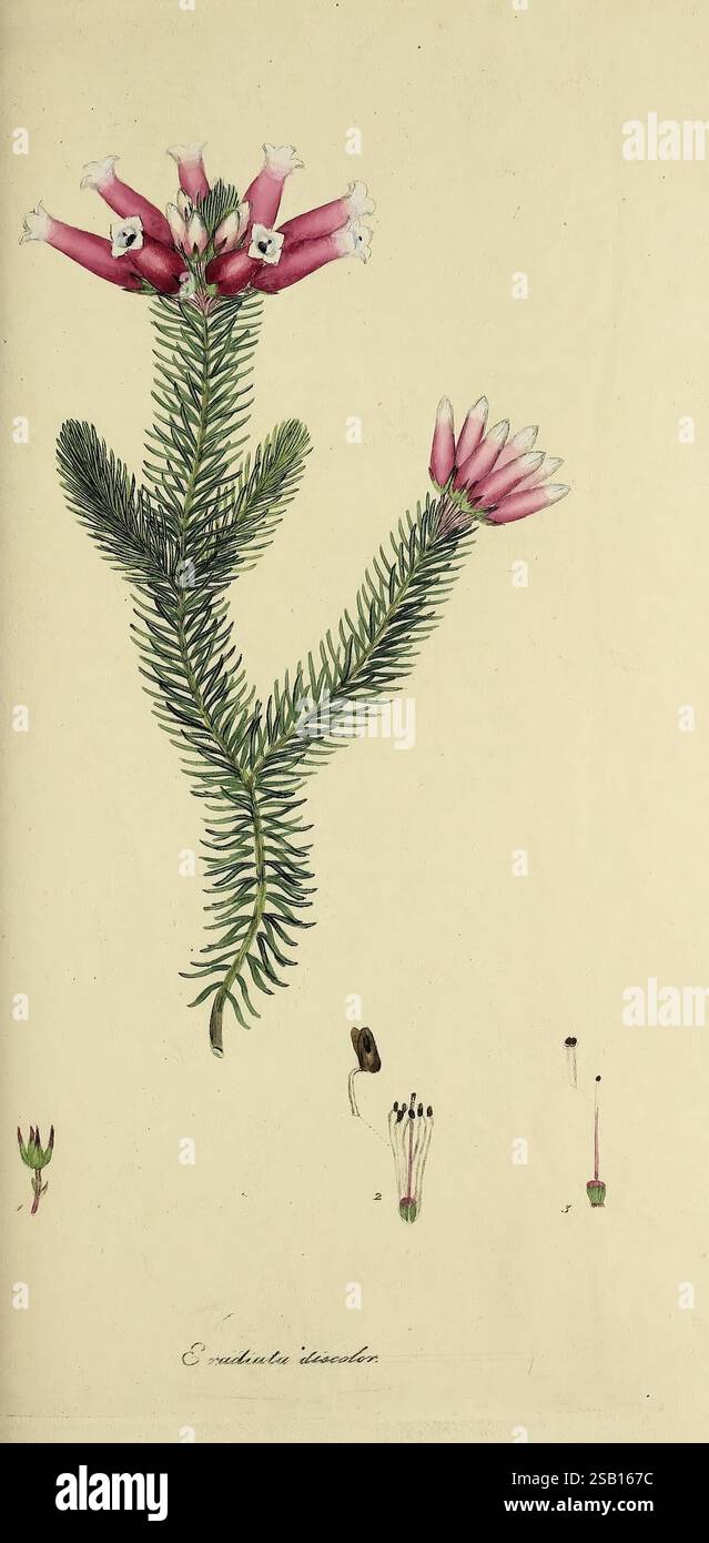 The heathery, or A monograph of the genus Erica, London, Henry G. Bohn ...