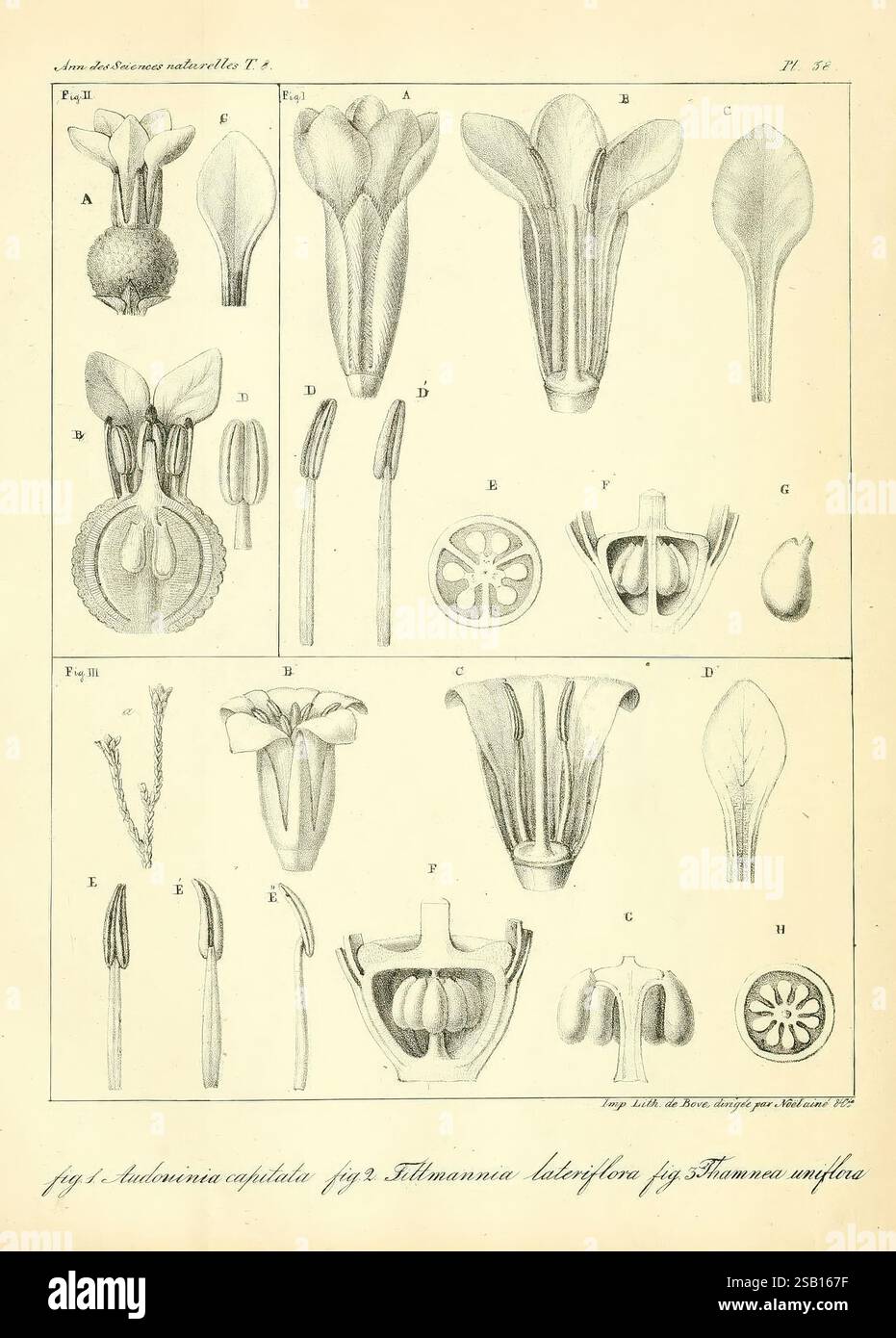 Annales des Sciences Naturelles, Paris, Crochard, flowers, science ...