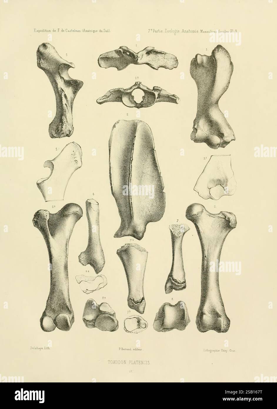 Understanding prehistoric life hi-res stock photography and images - Alamy