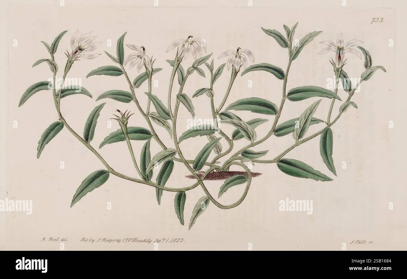 The Botanical Register, London, Printed for James Ridgway, 1815-1828 ...