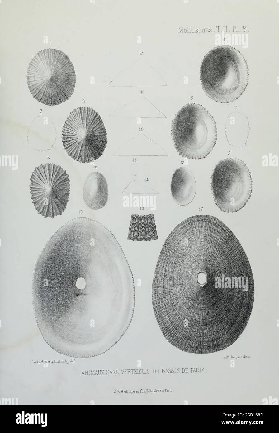 Presenting different shell shapes hi-res stock photography and images ...