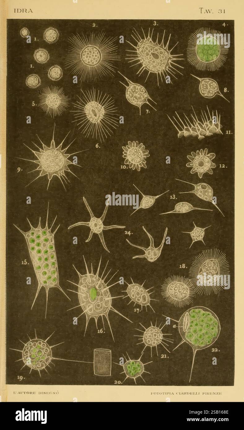 Genesi, organizzazione, metamorfosi, degli infusori, Firenze, Tipo. di ...