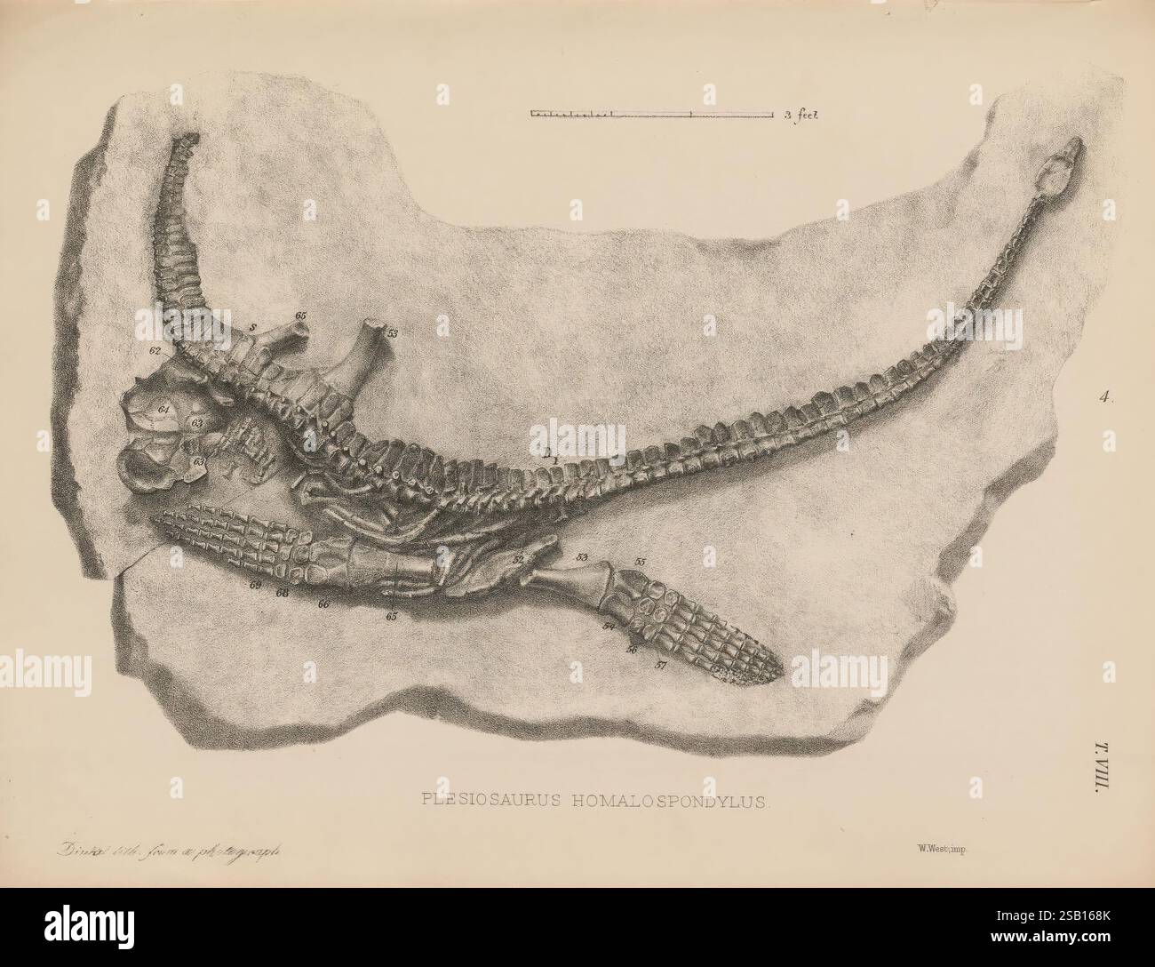 A history of British fossil reptiles, London, Cassell & Company Limited ...