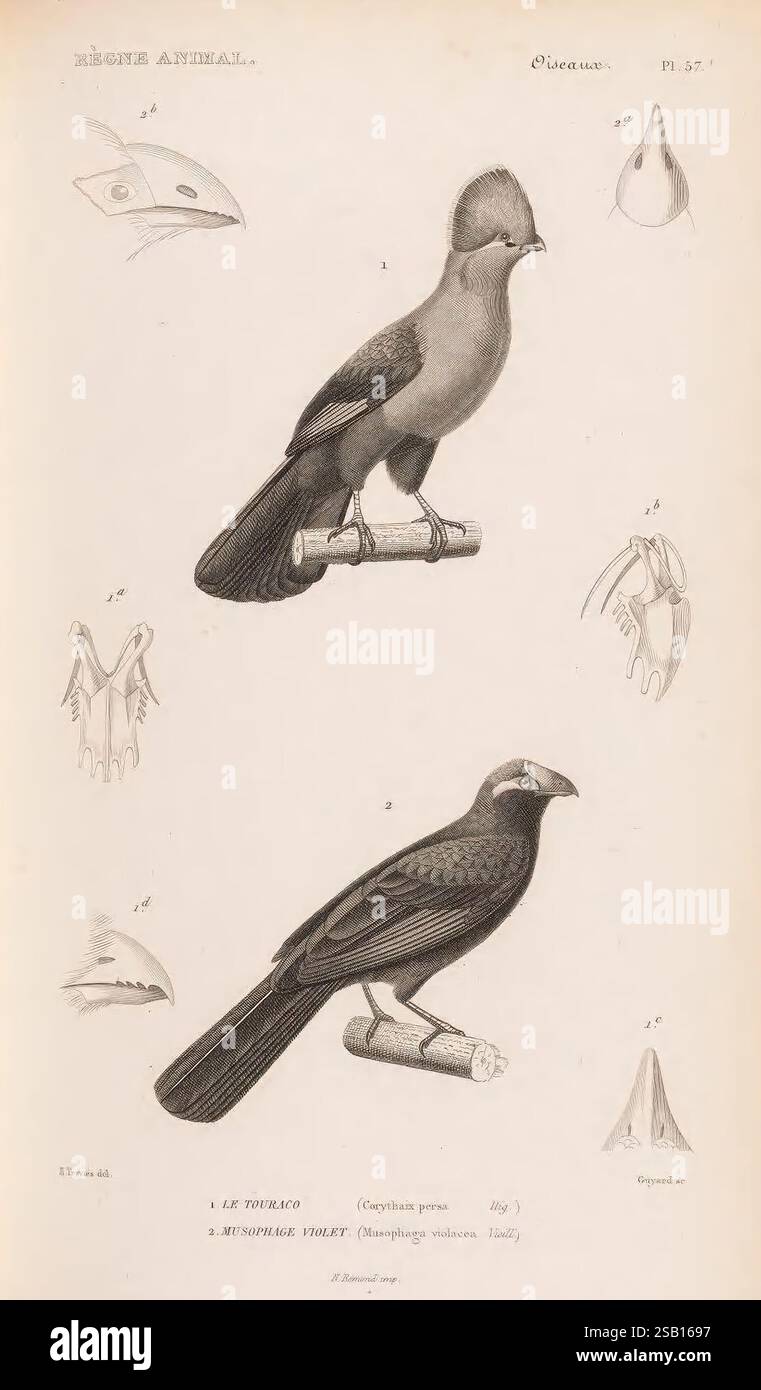 Le règne animal distribué d'après son organisation, Paris, 1836-1849 ...