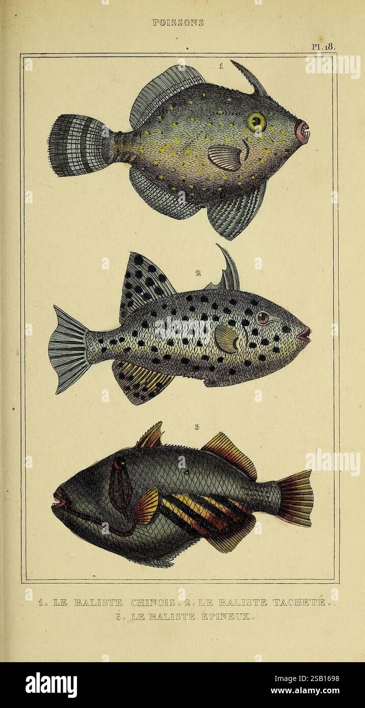Oeuvres du comte de Lacépède, Paris, P. Duménil, 1836, natural history ...