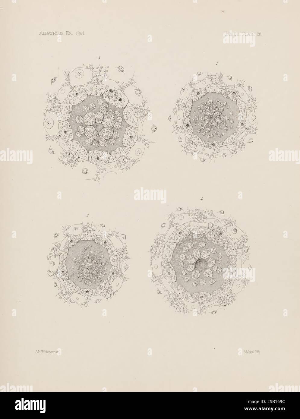 Representing microscopic structures hi-res stock photography and images ...