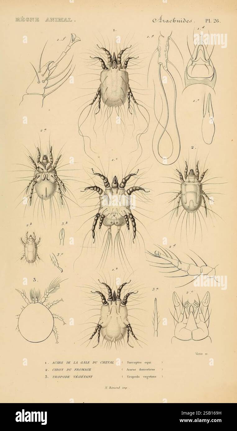 Diversity within arachnid anatomy hi-res stock photography and images ...
