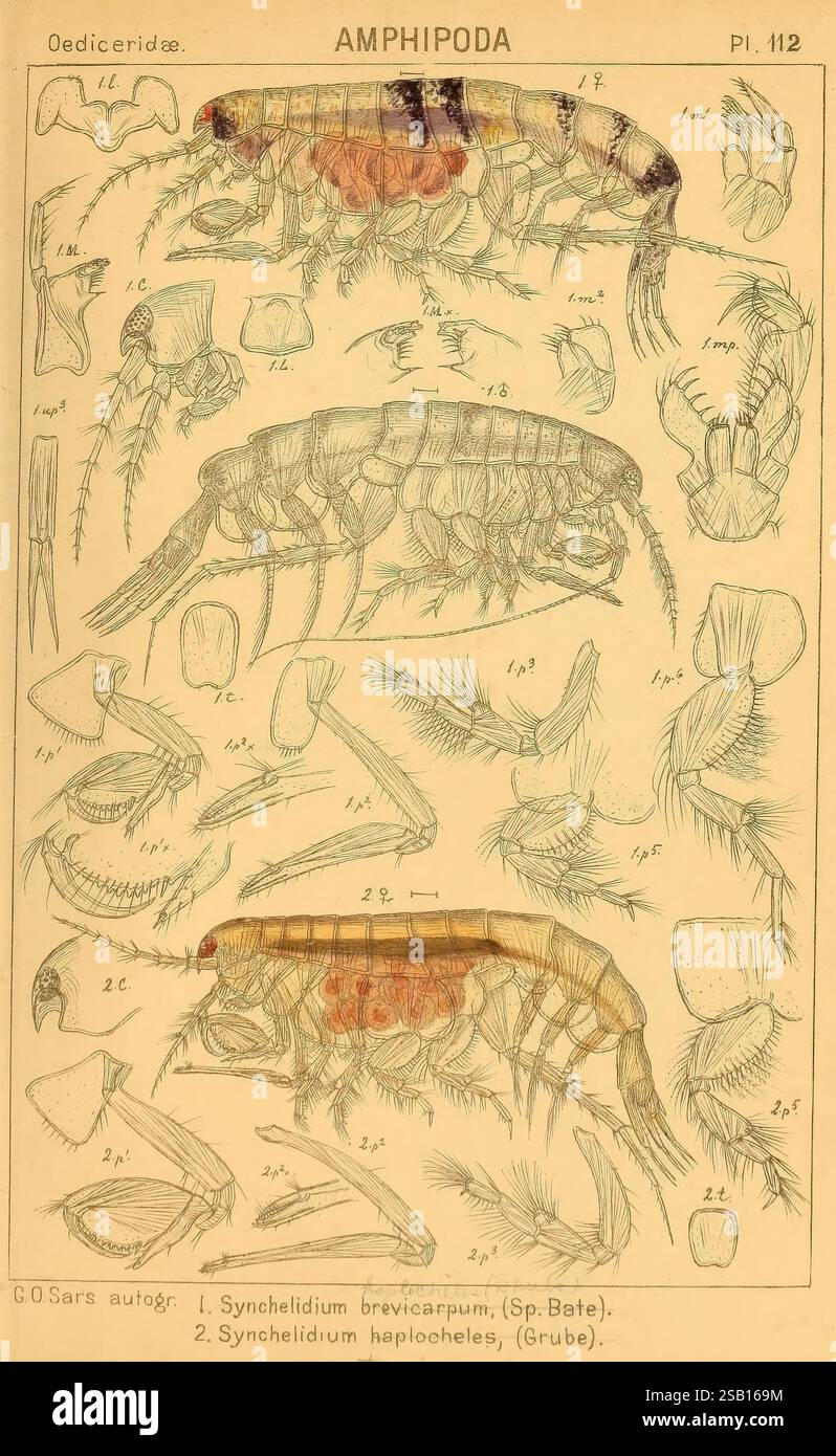 An account of the Crustacea of Norway Christiania, A. Cammermeyer, 1895 ...
