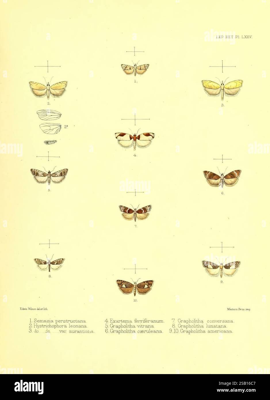 Illustrations of typical specimens of Lepidoptera Heterocera in the ...