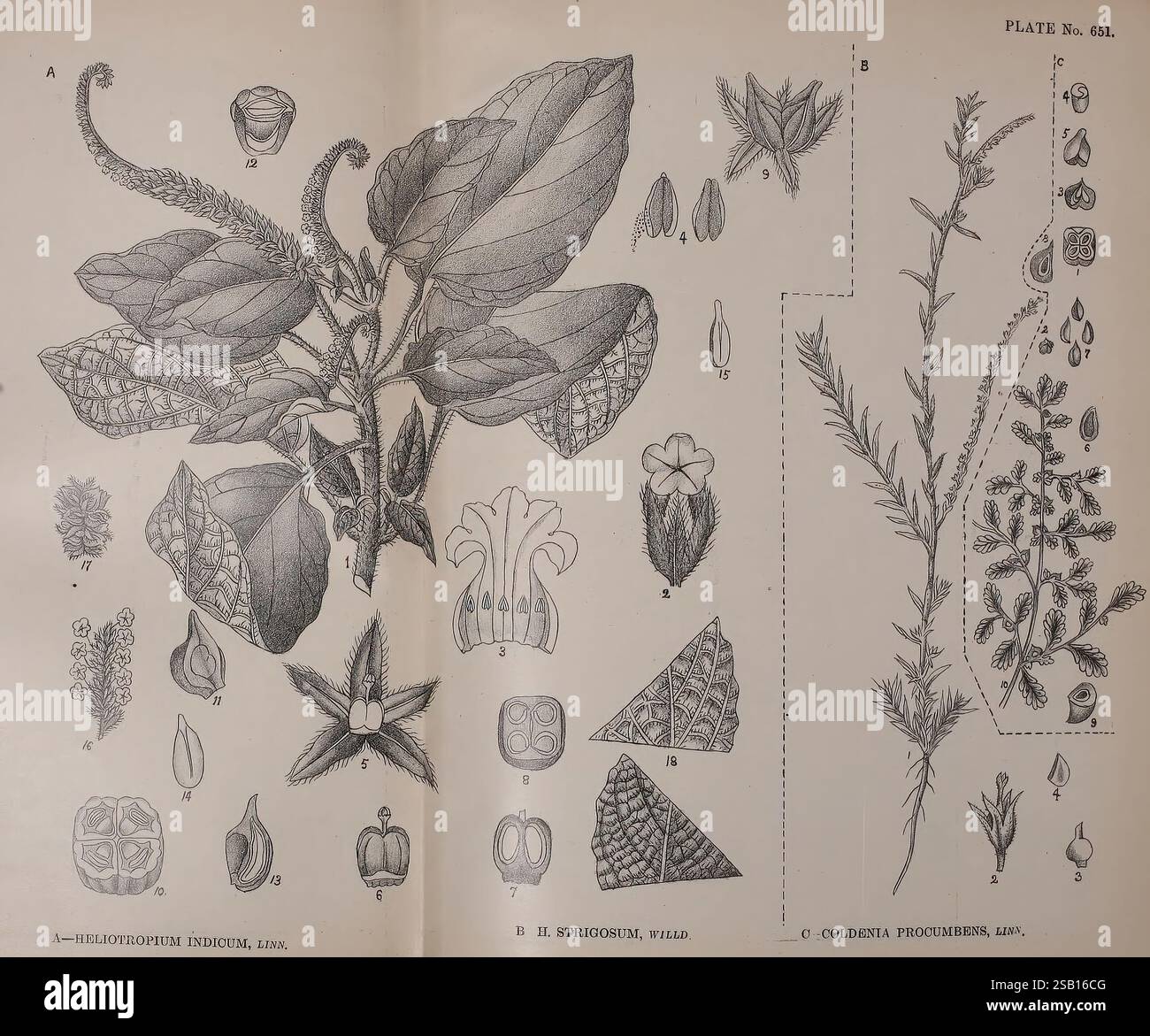 Indian medicinal plants, Bahadurganj, India, Sudhindra Nath Basu ...