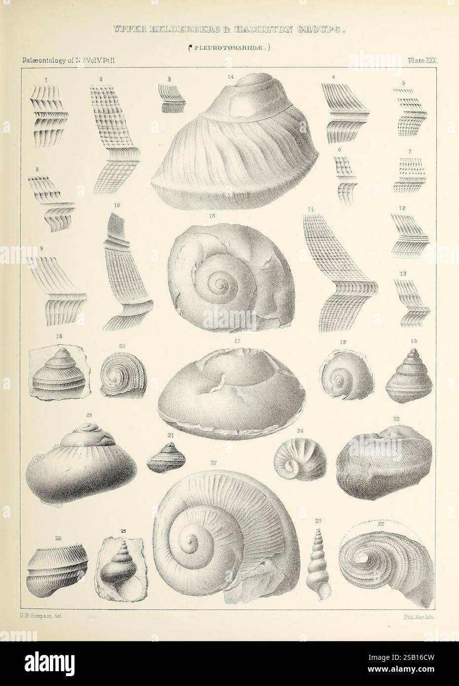 Intricate shell shapes hi-res stock photography and images - Alamy