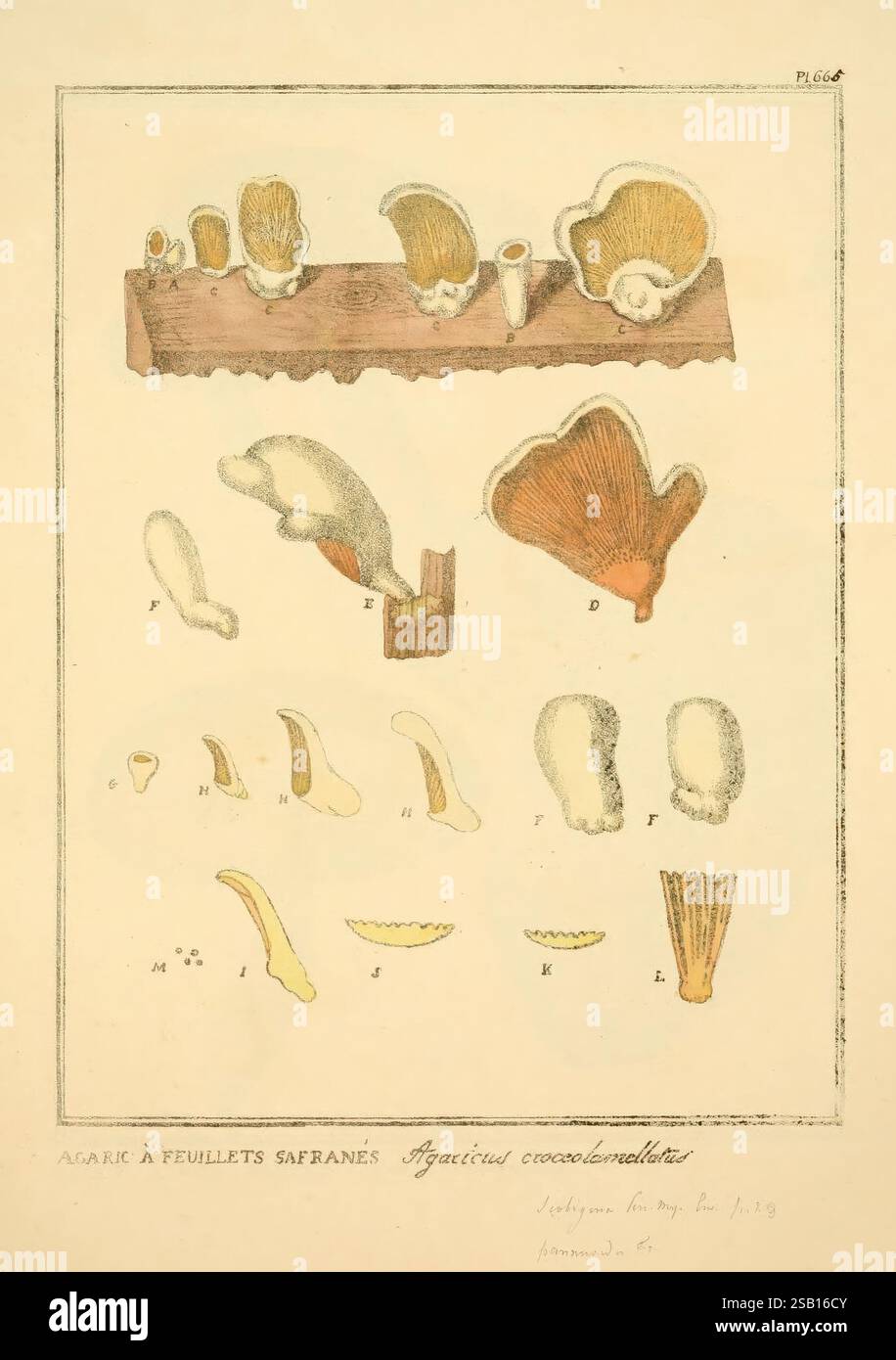 Figures, des, champignons, serving, as, a, supplement, to, the, plates ...