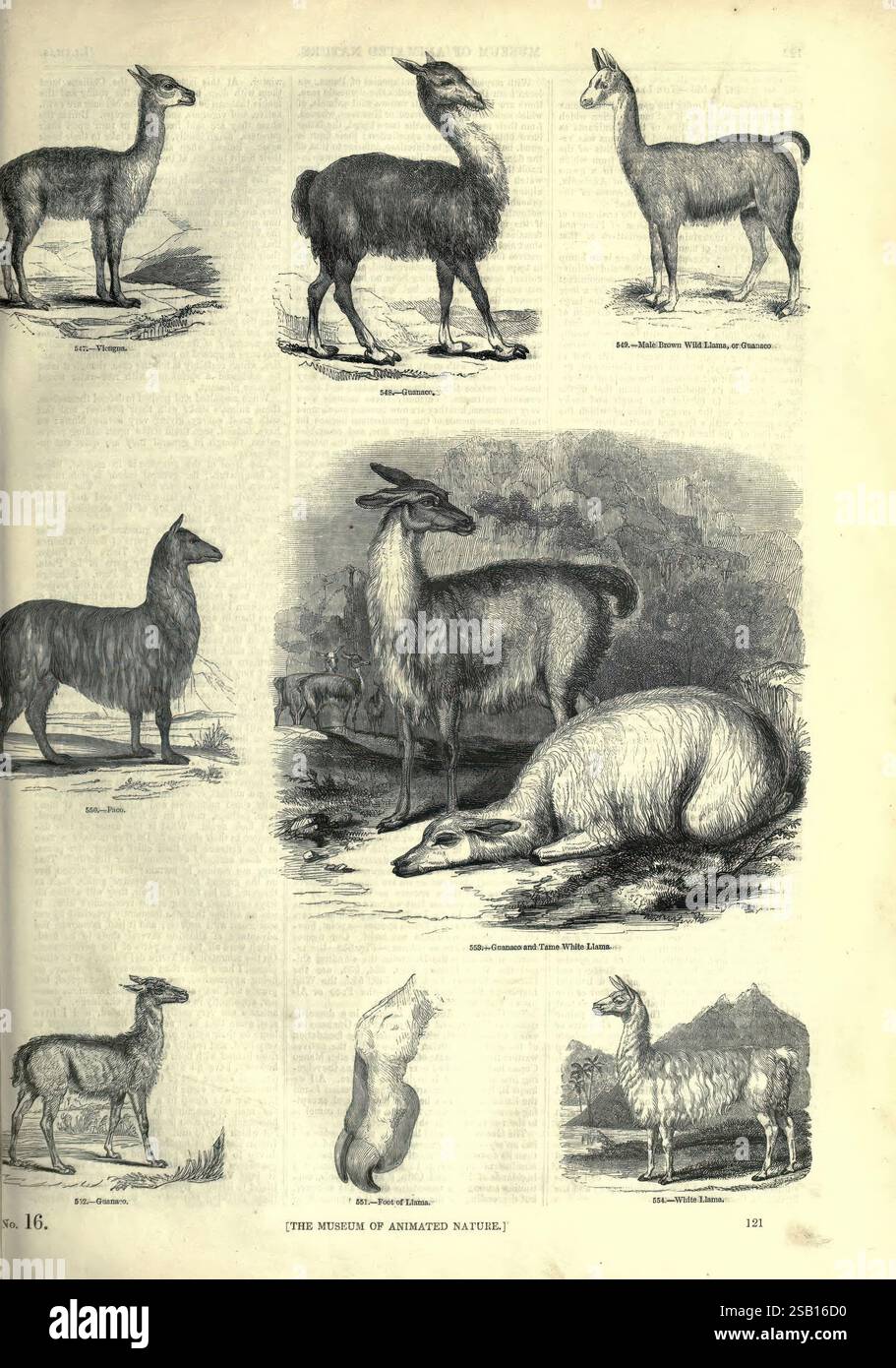 Various south american camelids hi-res stock photography and images - Alamy