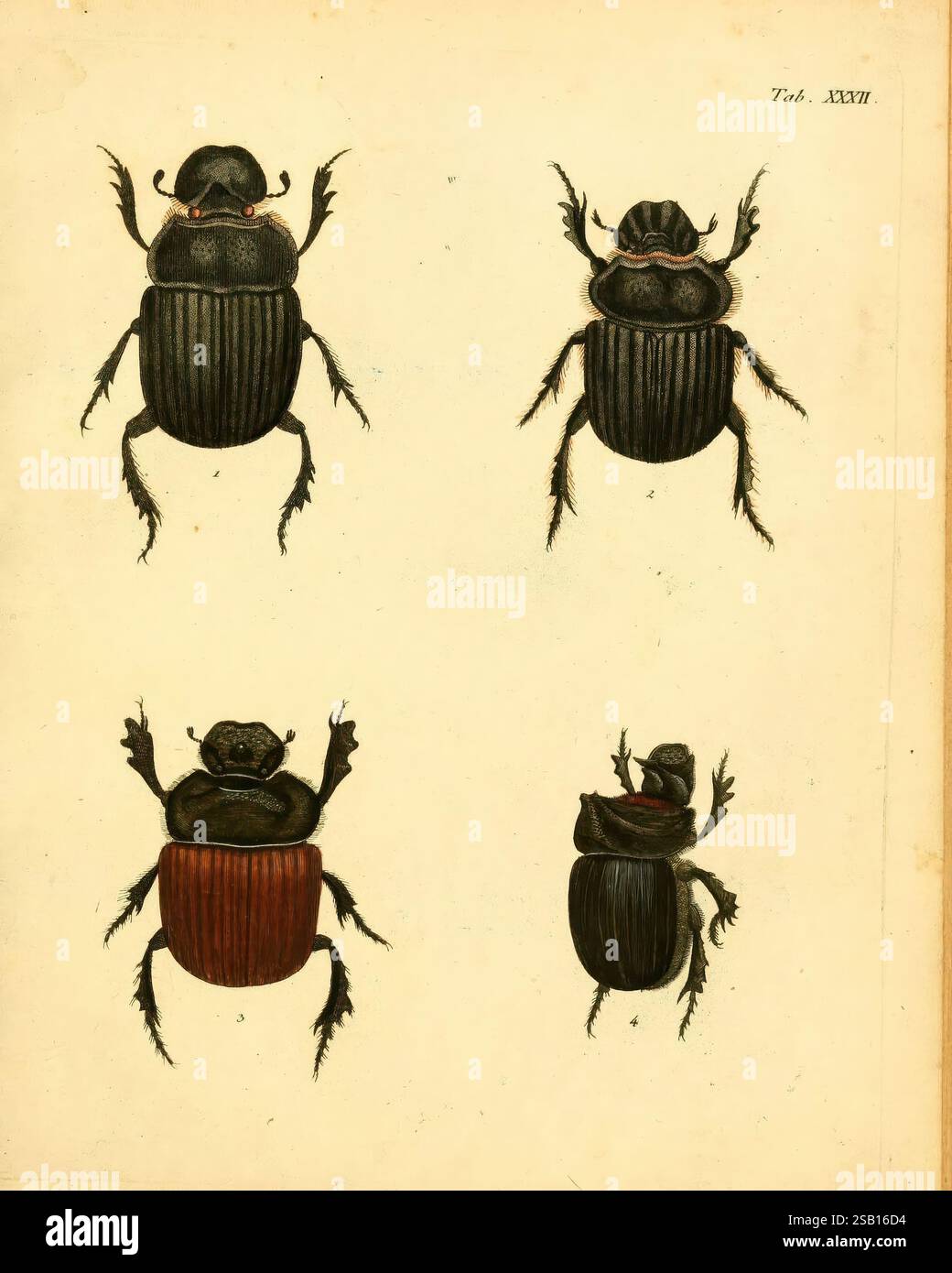 Bright red beetle stands hi-res stock photography and images - Alamy