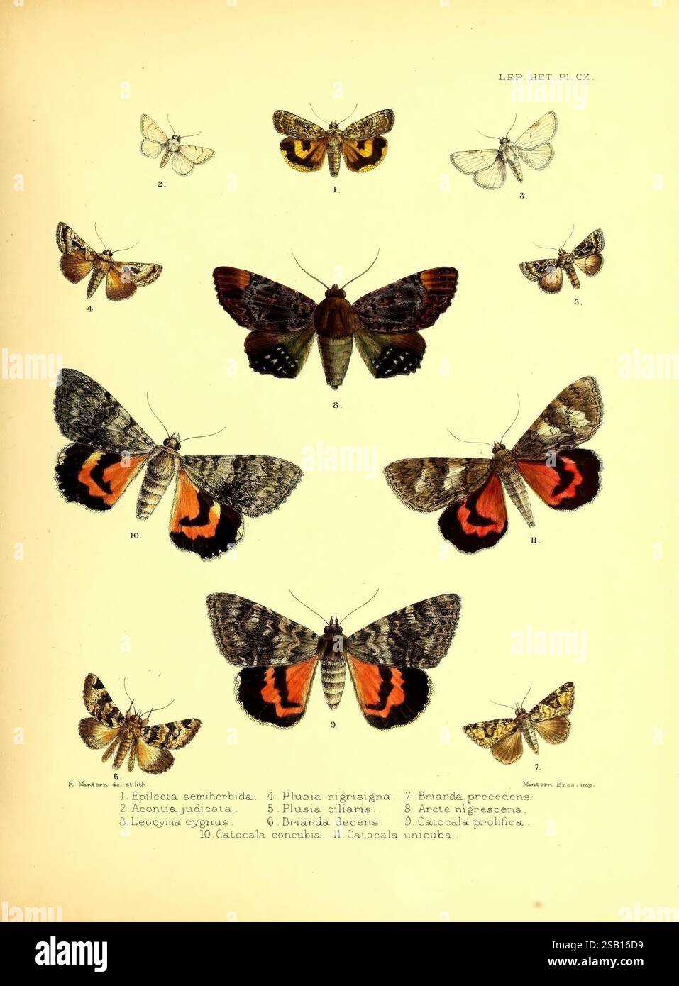 Illustrations of typical specimens of Lepidoptera Heterocera in the ...