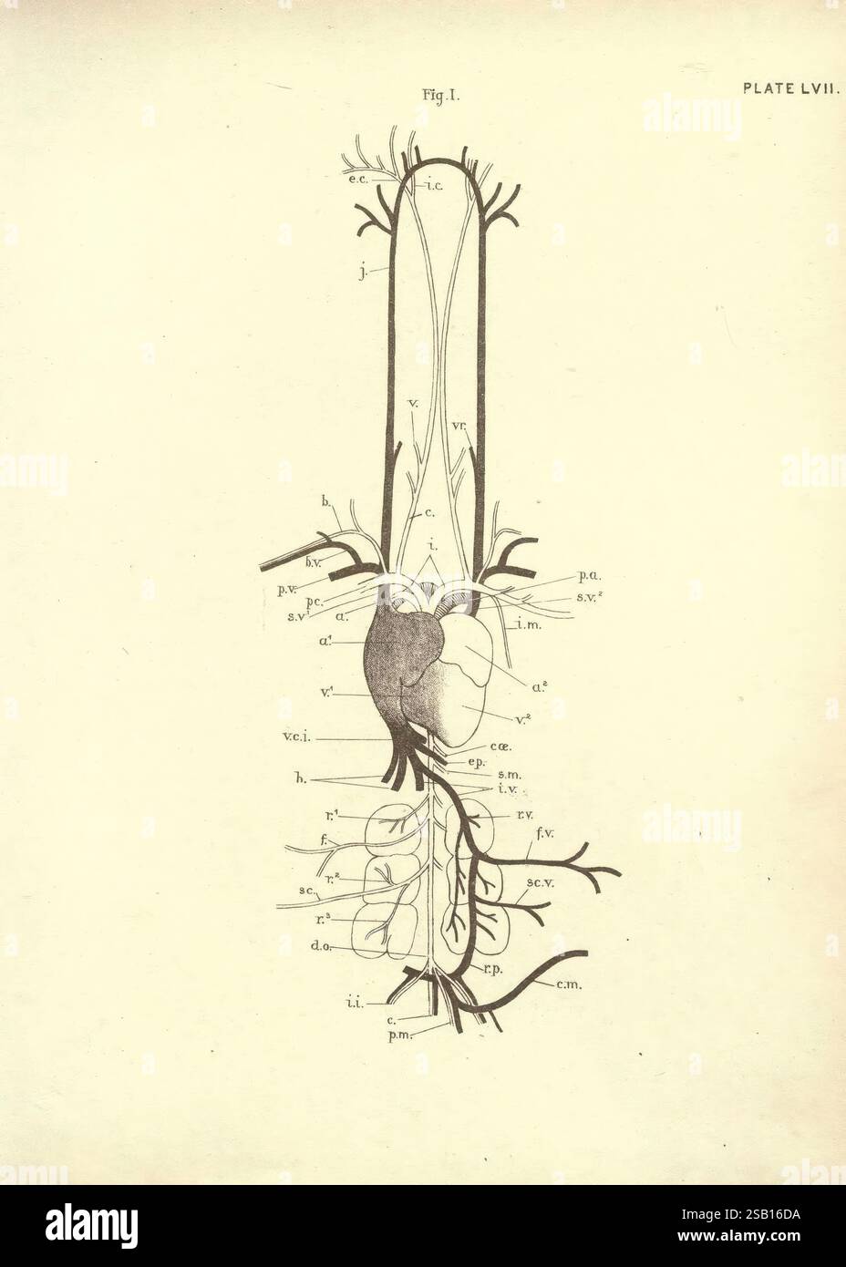 Illustrations of zoology: invertebrates & vertebrates Edinburgh Y.J ...
