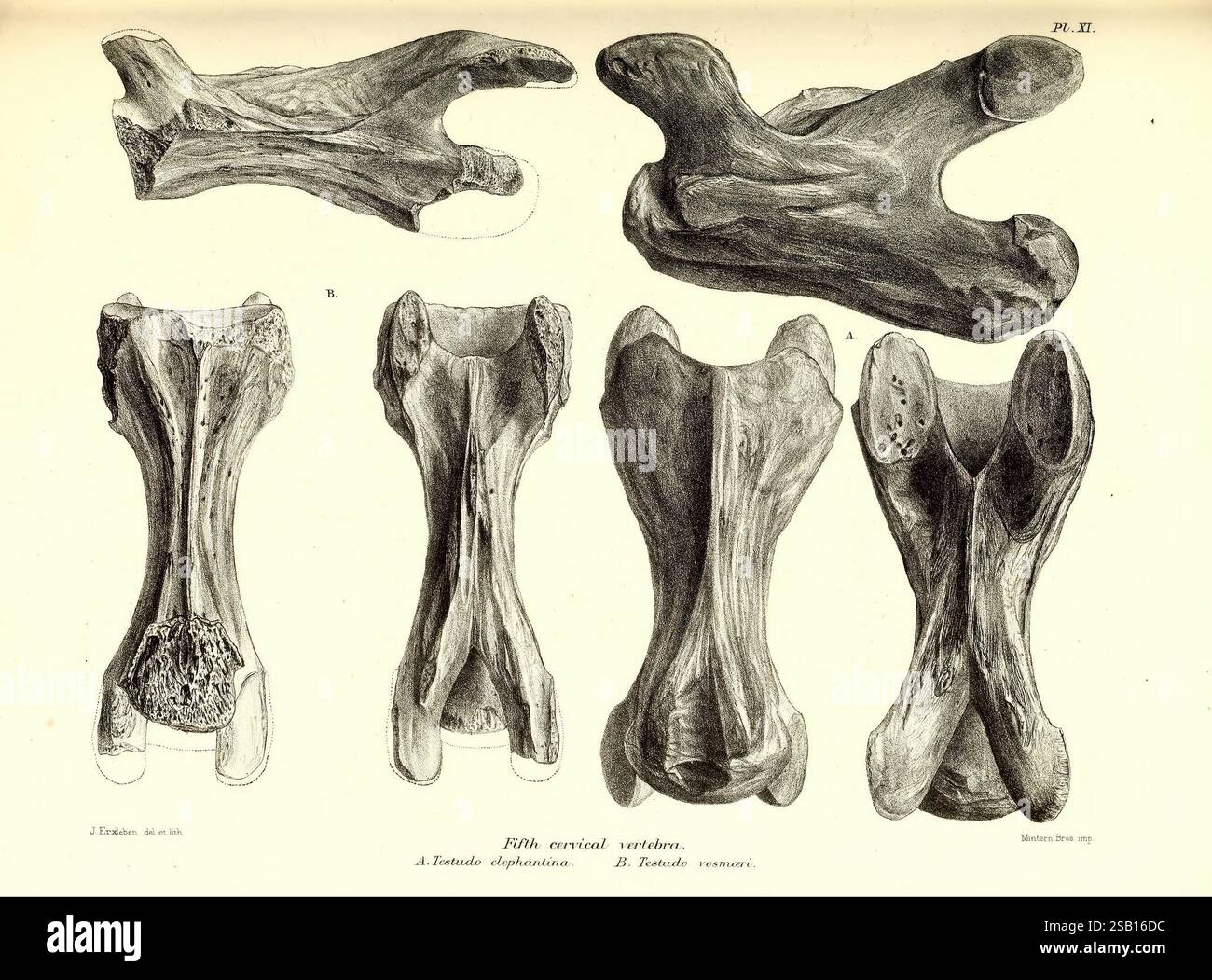 Importance in understanding skeletal anatomy hi-res stock photography ...