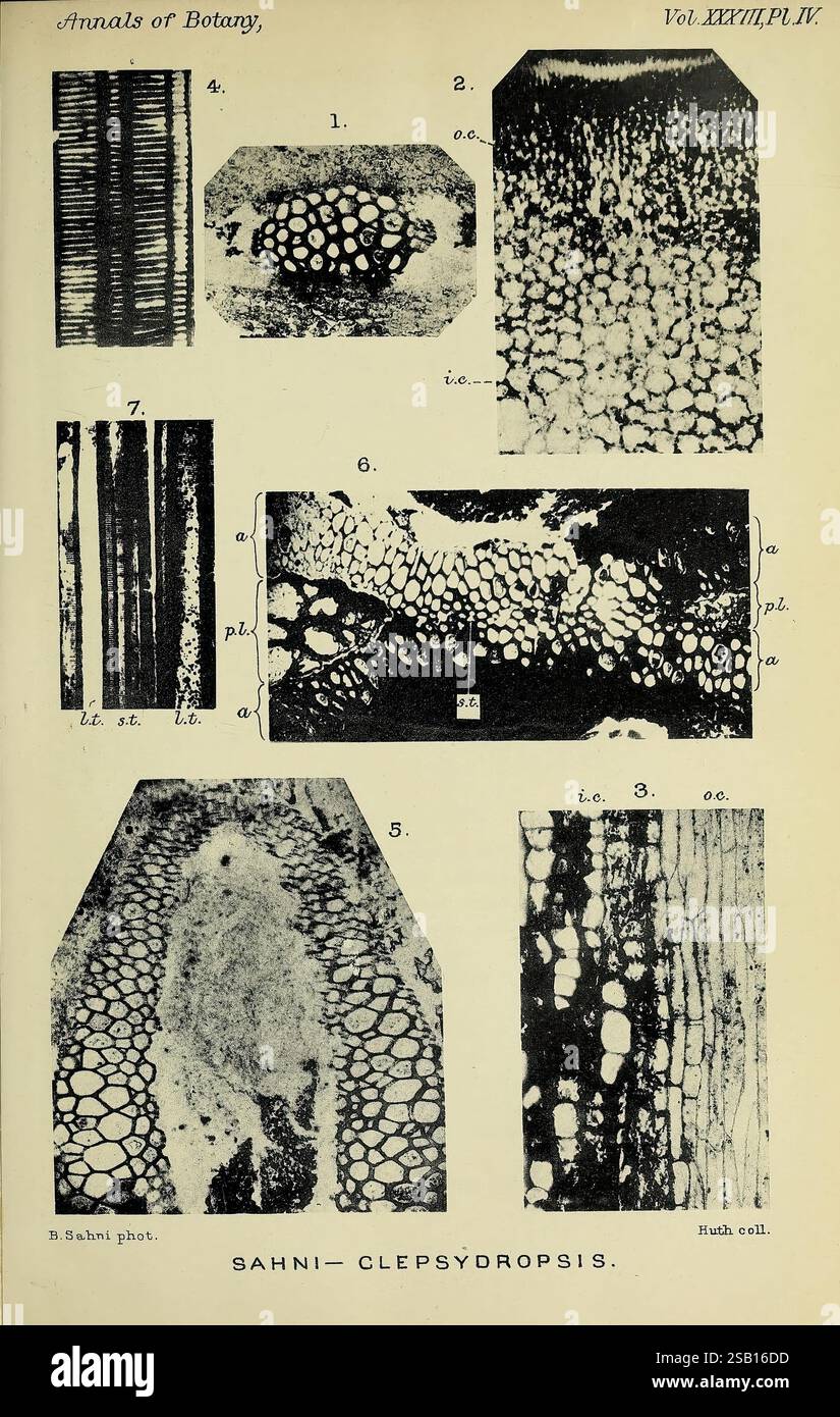 Various microscopic cross sections hi-res stock photography and images ...