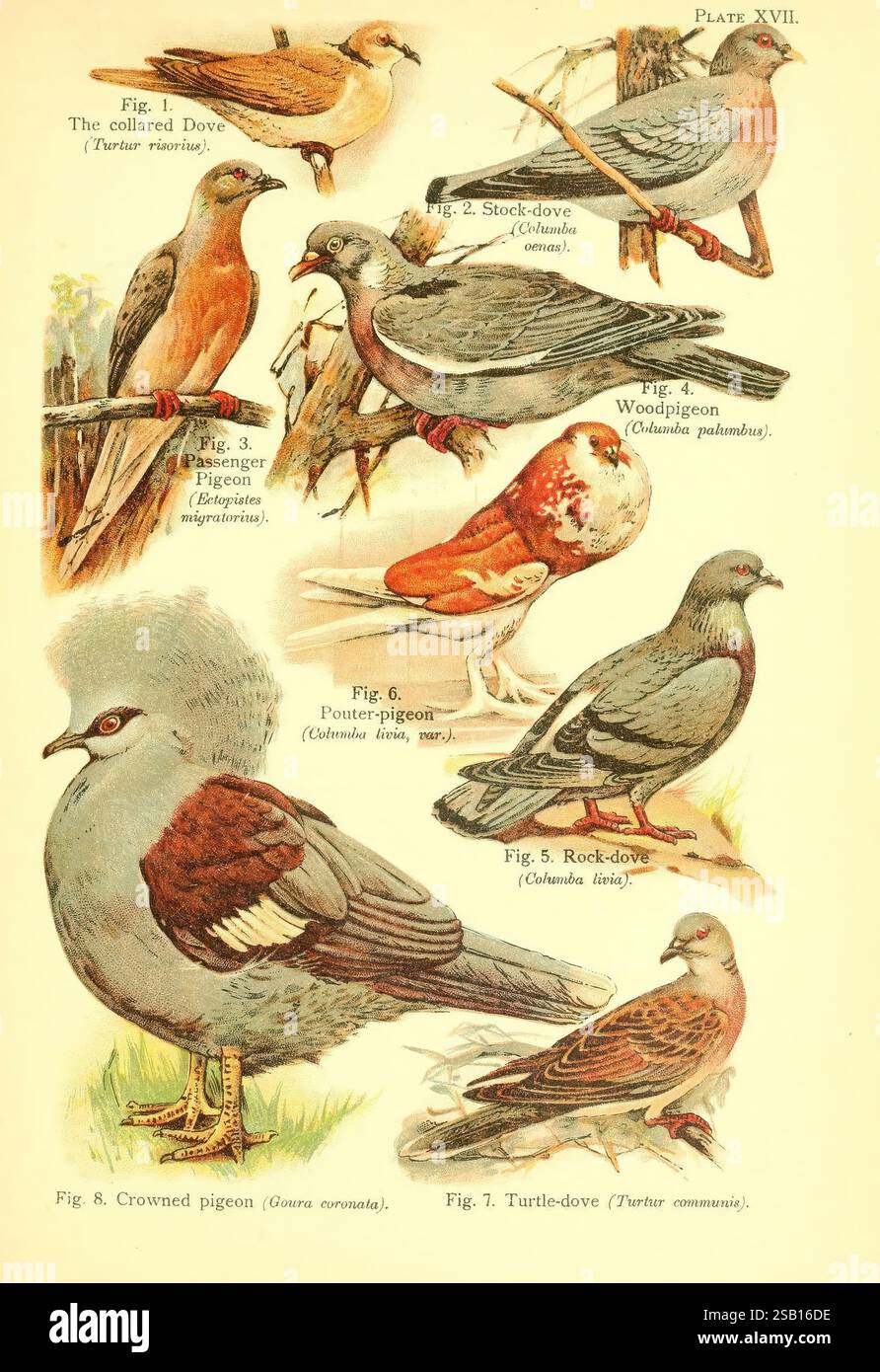 A book of birds London Sidney Appleton 1908 birds Streptopelia ...