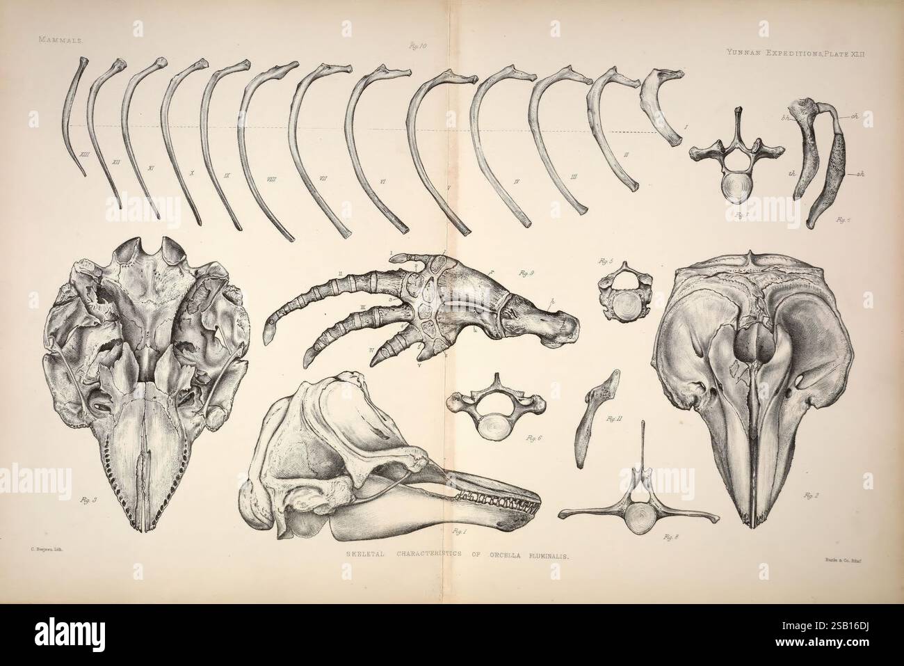 Anatomical and zoological researches v.2. 1878. China, Zoology, Yunnan ...