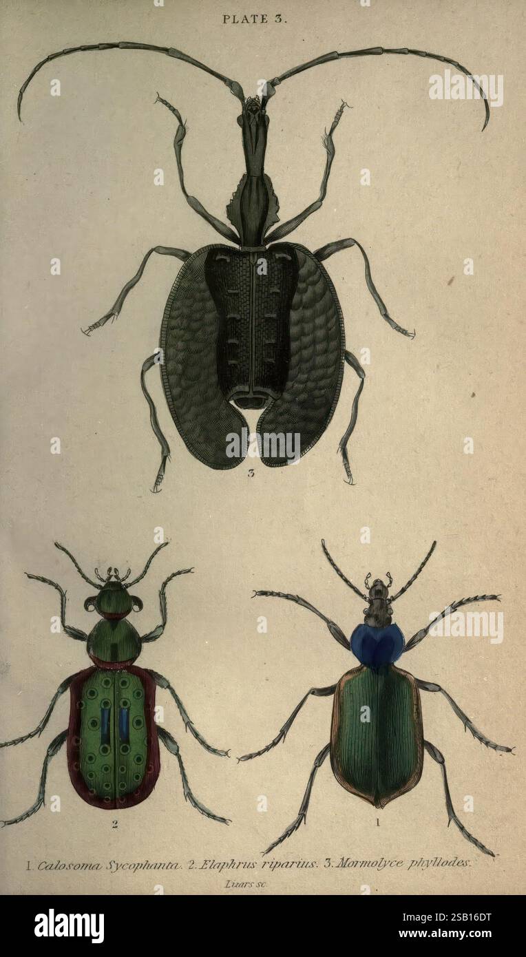 Beetles London H.G. Bohn 1846 beetles Ray John, The illustration ...