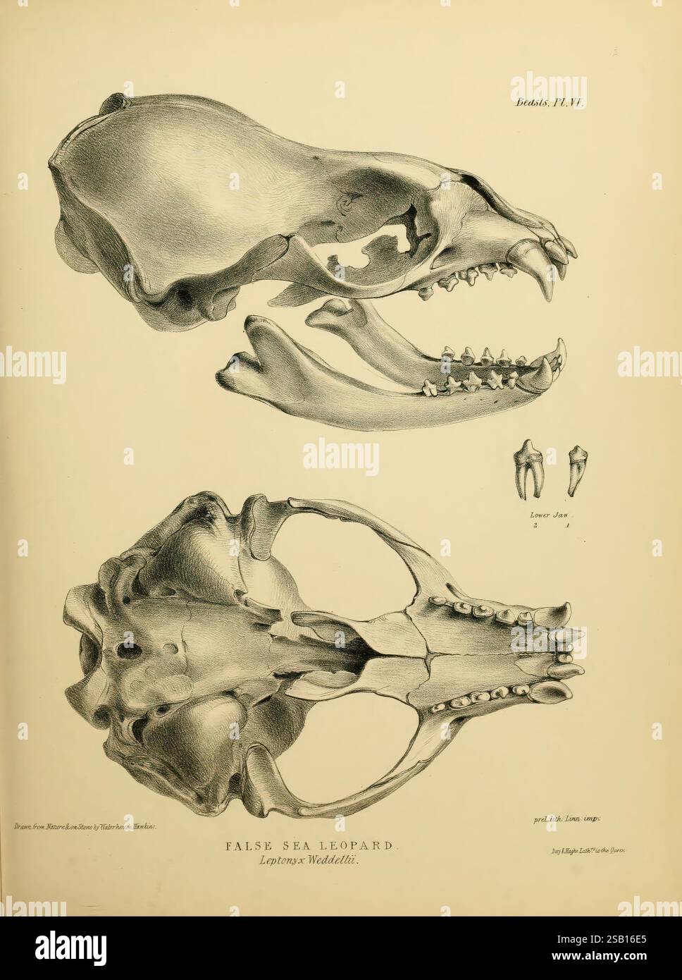 False seal leopard hi-res stock photography and images - Alamy