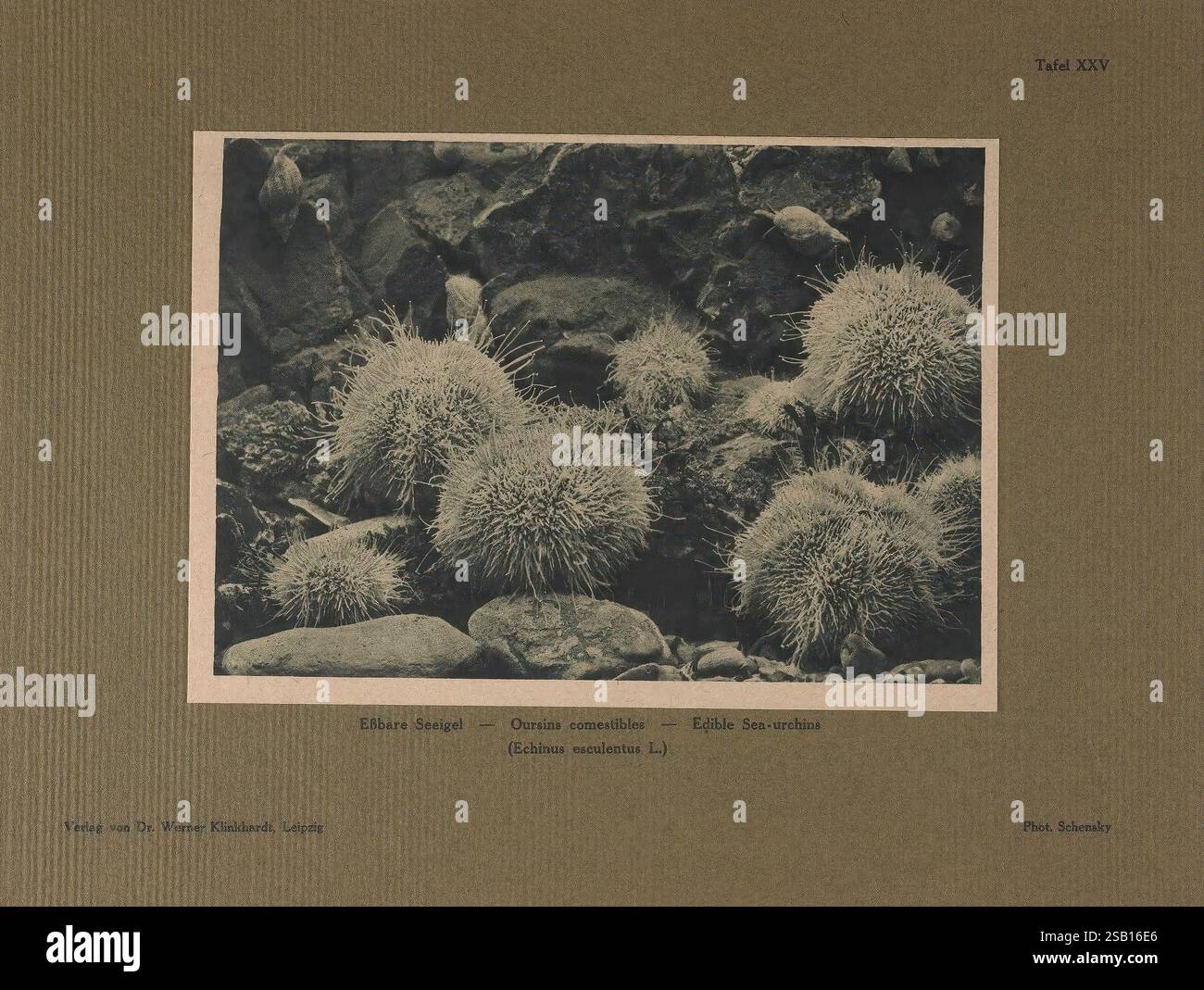 Various sea urchins nestled hi-res stock photography and images - Alamy