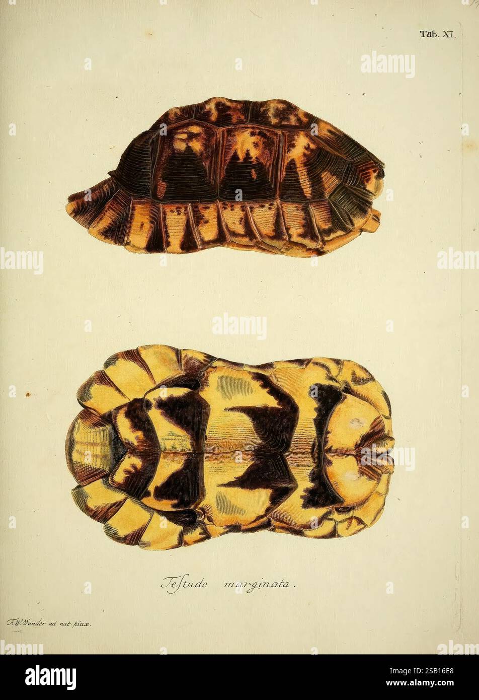 Two distinct turtle shells hi-res stock photography and images - Alamy