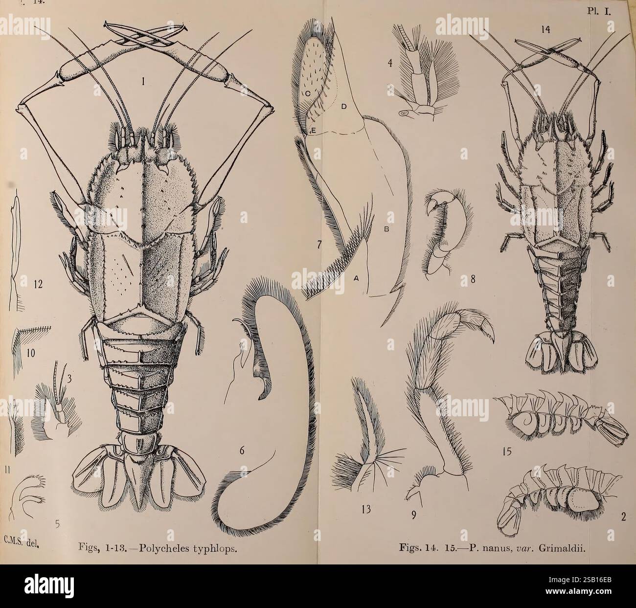 Left side showcases detailed sketches hi-res stock photography and ...