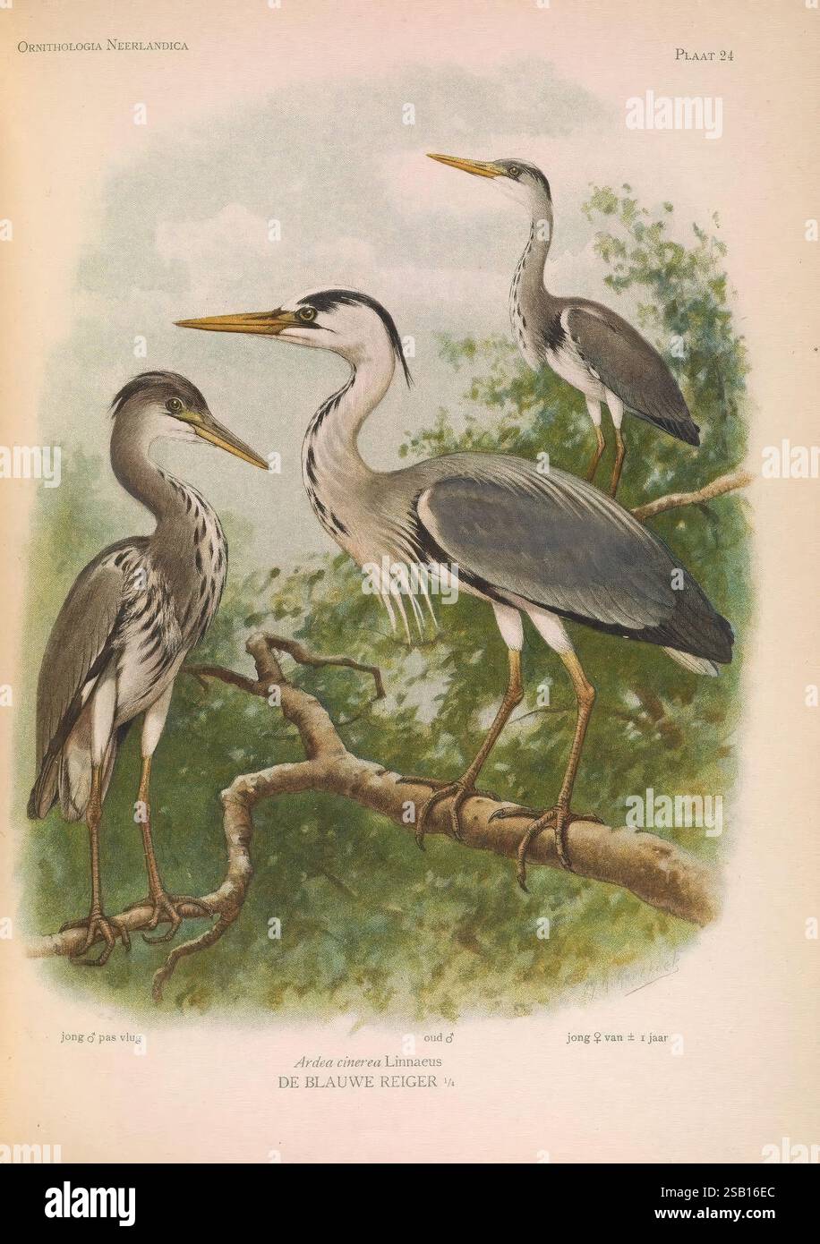 Compositions dynamic balance hi-res stock photography and images - Alamy