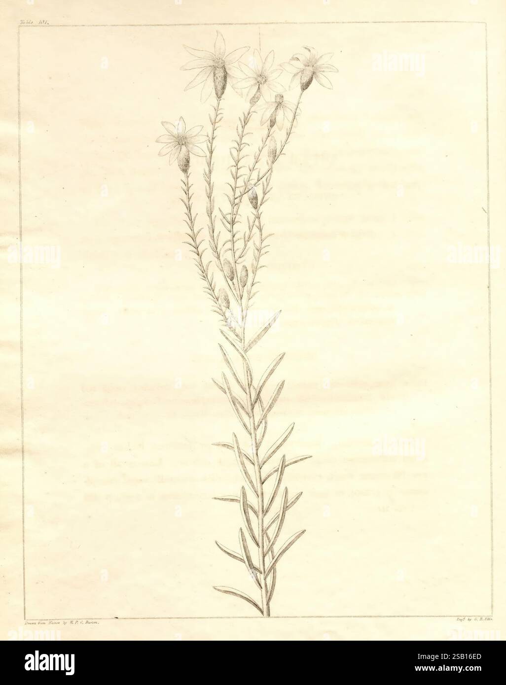 Aster linariifolius hi-res stock photography and images - Alamy