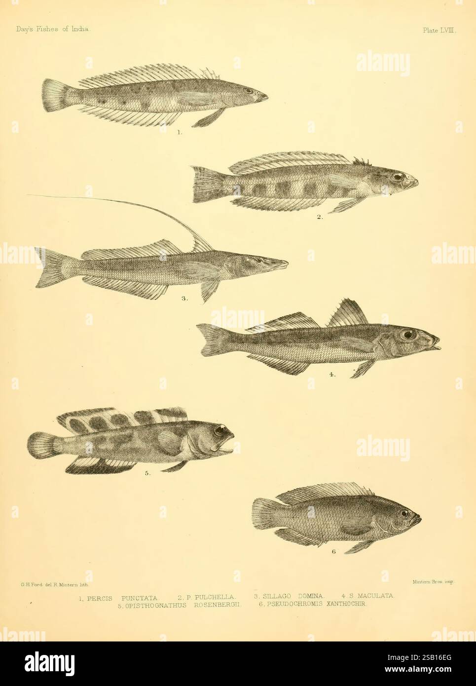 The fishes of India, [1875]-1878, India, Burma, Indian Ocean, Sri Lanka ...