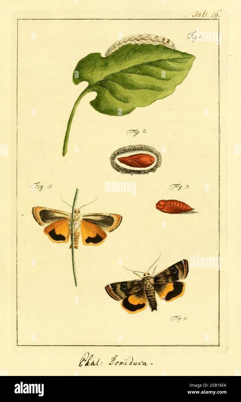Moths exhibit vibrant markings hi-res stock photography and images - Alamy