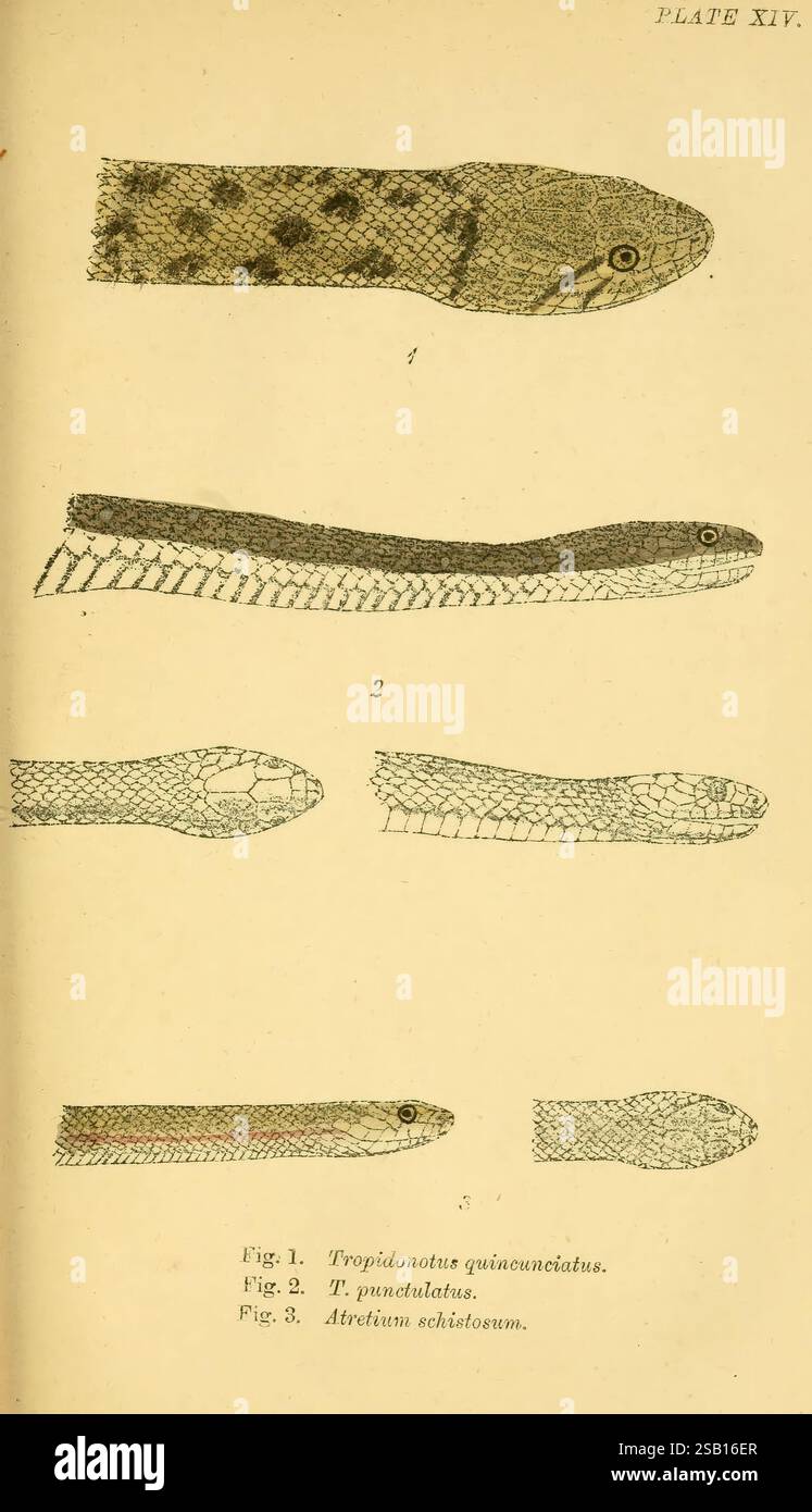 Indian snakes, Madras, Higginbotham, 1874, China, India, snakes, South ...