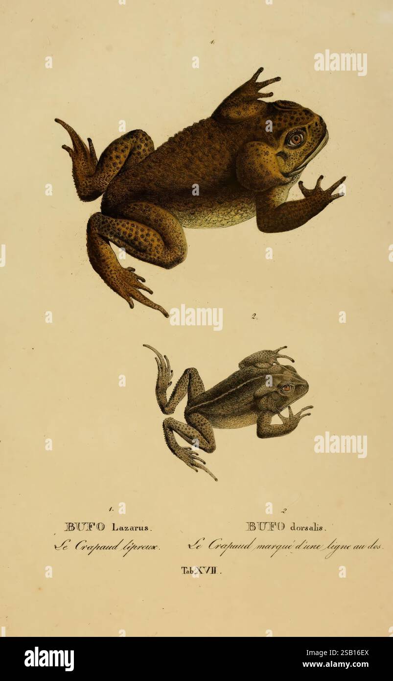 Animalia, nova sive species novae testudinum et ranarum, Monachii, F.S ...