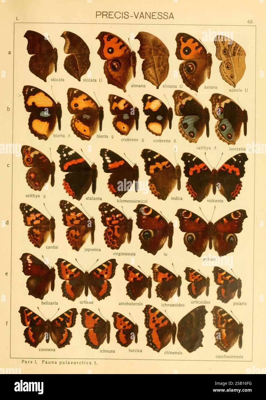 The Macrolepidoptera of the world, Stuttgart, Seitz'schen (Kernen ...