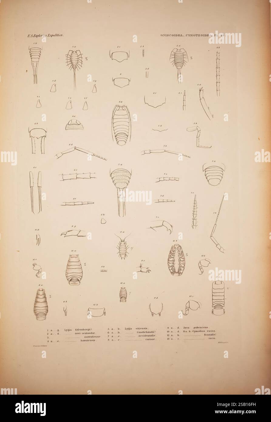 Crustacea Philadelphia Printed by C. Sherman 1852-55 [i.e. 1861 ...