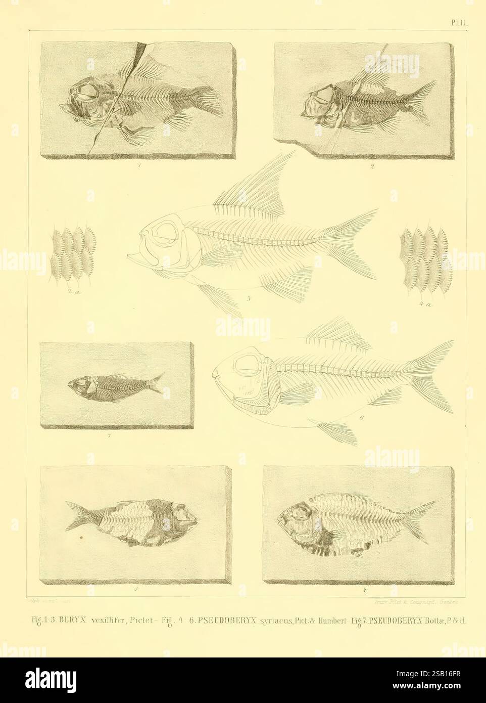 Body outlines of different fish species hi-res stock photography and ...