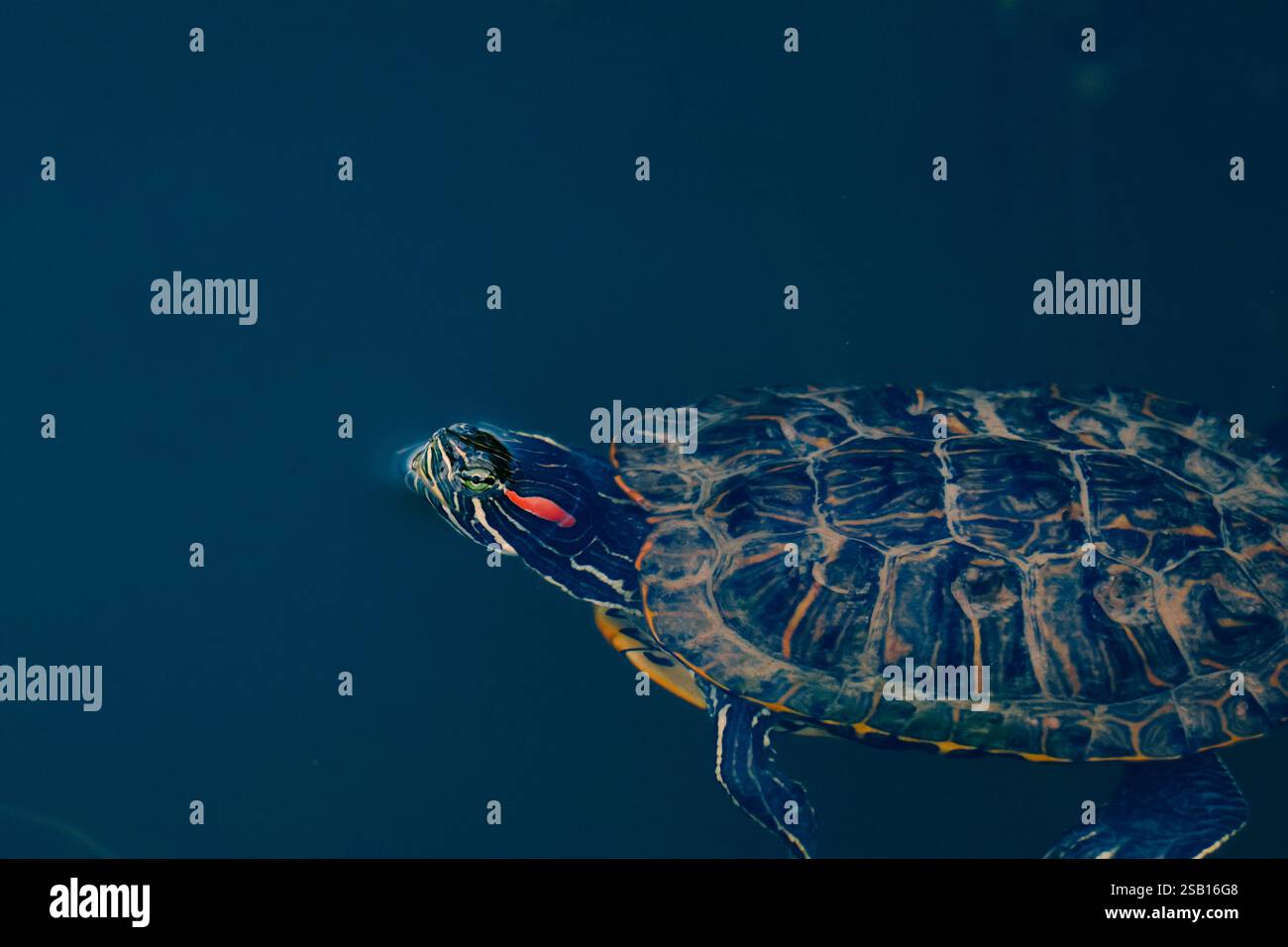 Turtle poking head above water Stock Photo - Alamy