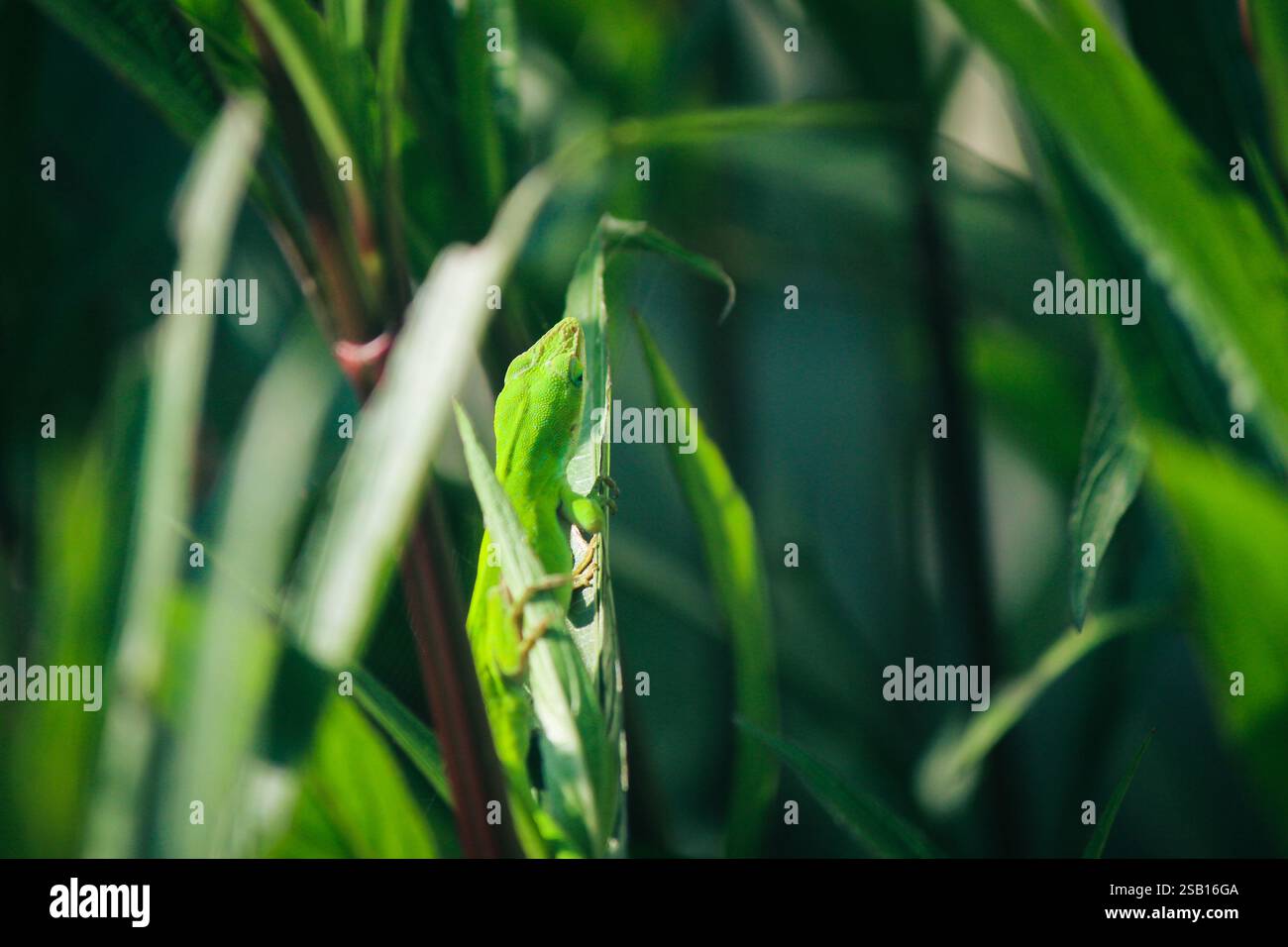 Plants lizard hi-res stock photography and images - Alamy