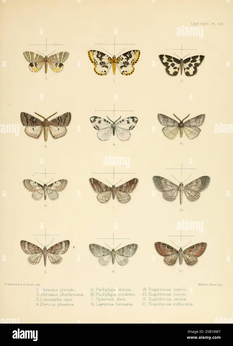 Top row features three different species hi-res stock photography and ...