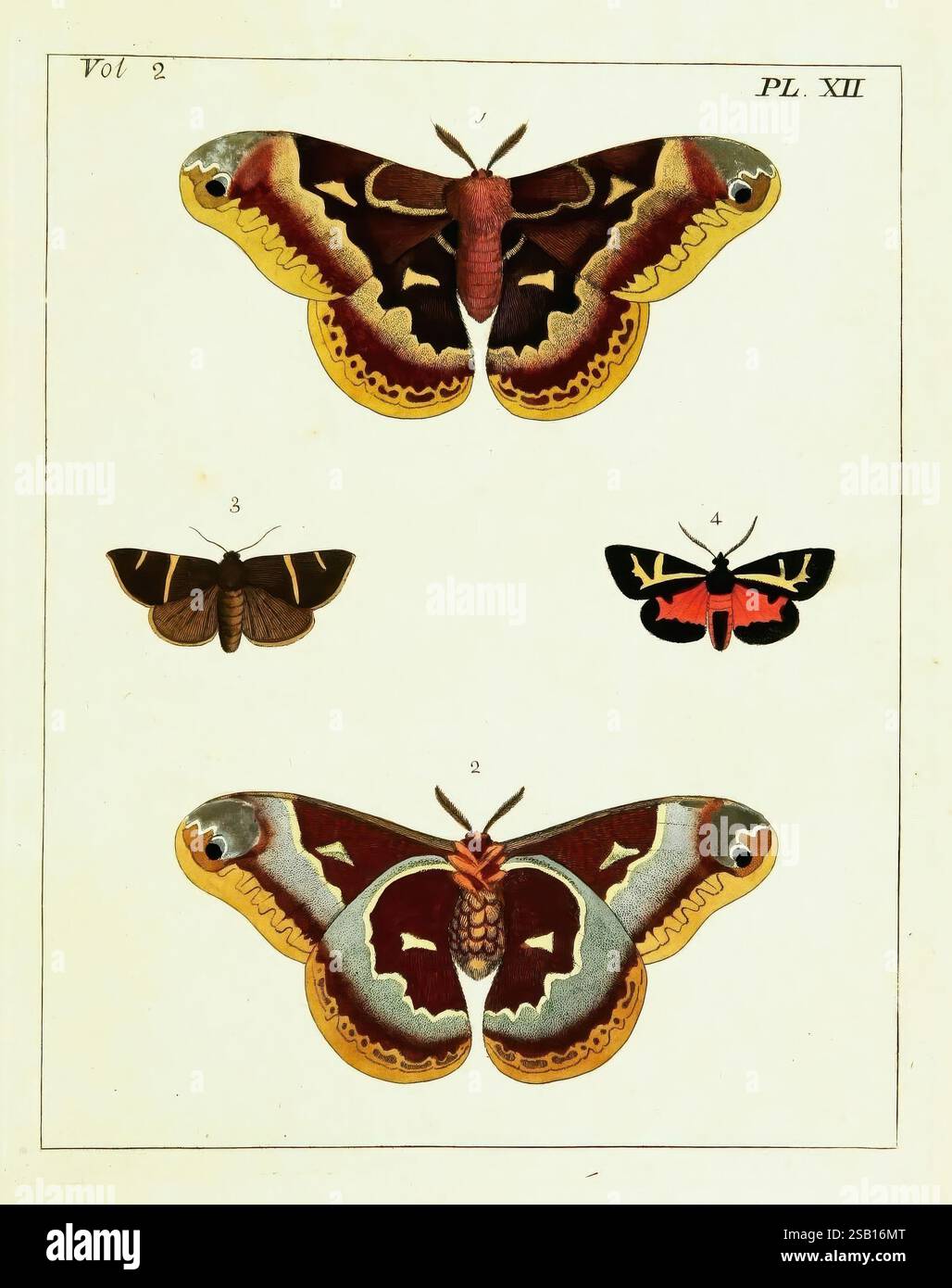 Showcasing ornate wing designs hi-res stock photography and images - Alamy