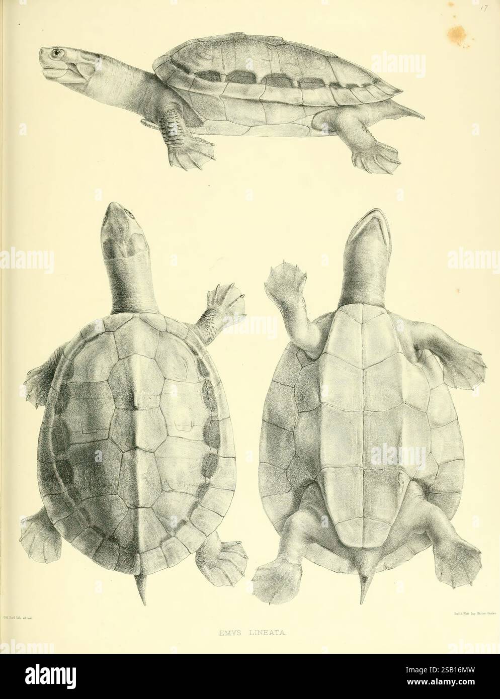 Lineated turtle hi-res stock photography and images - Alamy