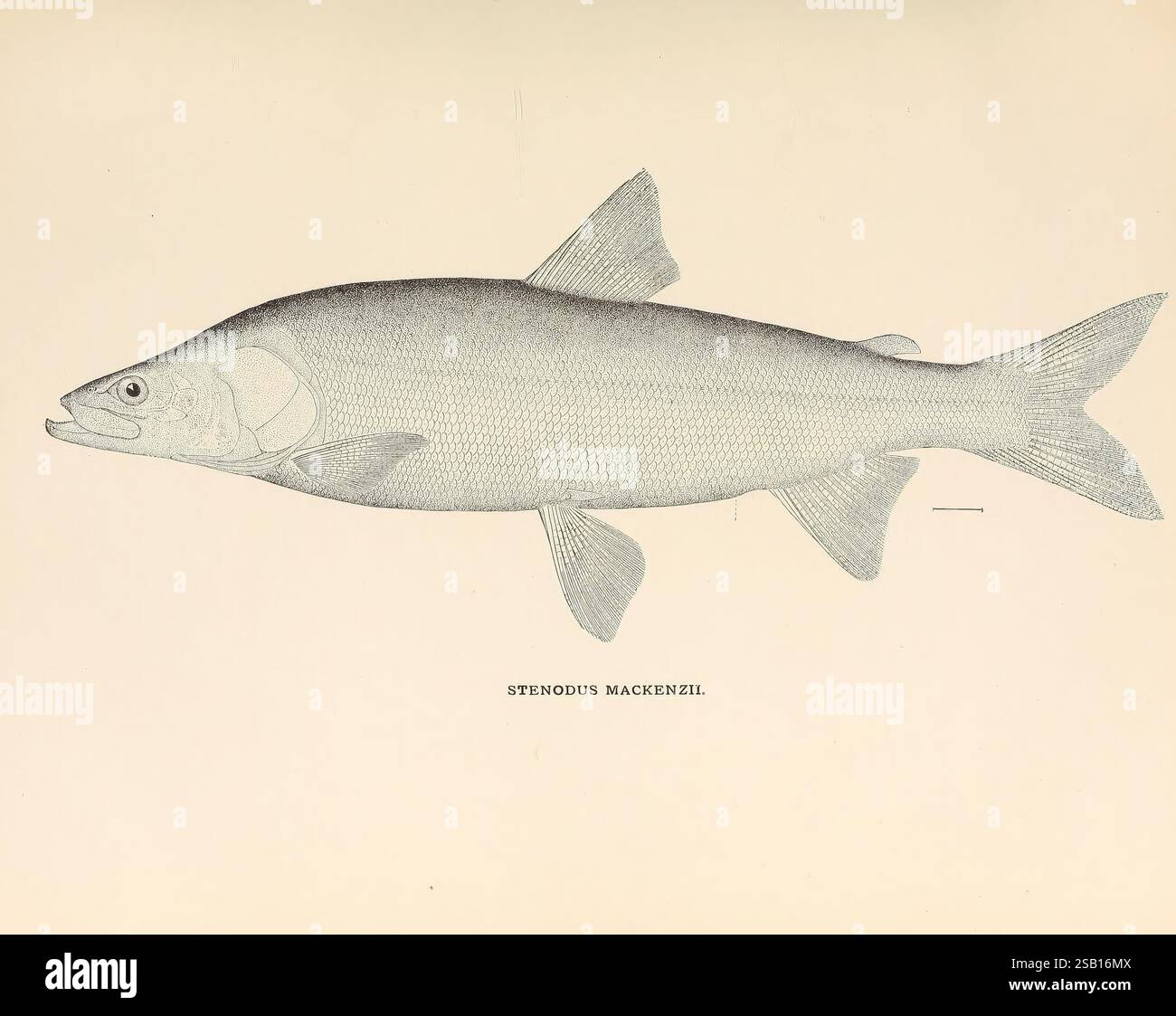 Contributions to the natural history of Alaska Washington Government ...