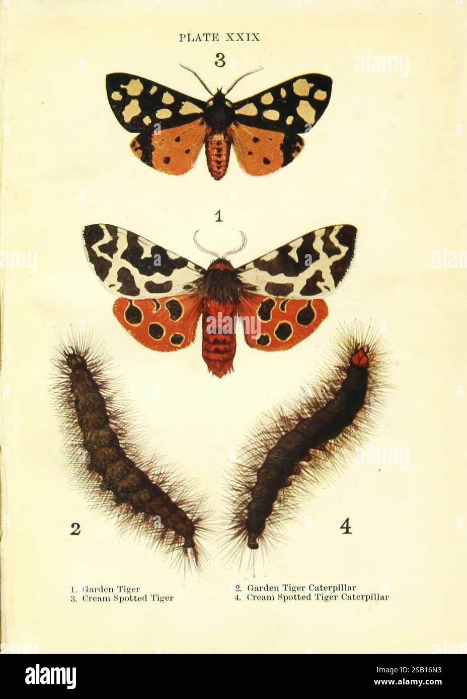 Two ornate moths hi-res stock photography and images - Alamy