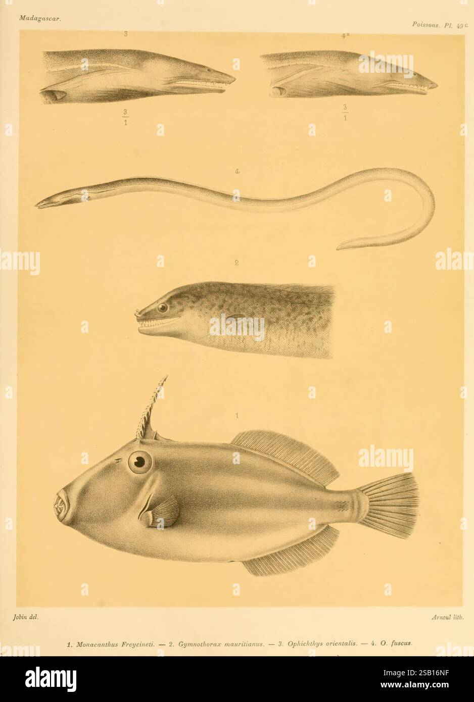 Streamlined fish forms hi-res stock photography and images - Alamy