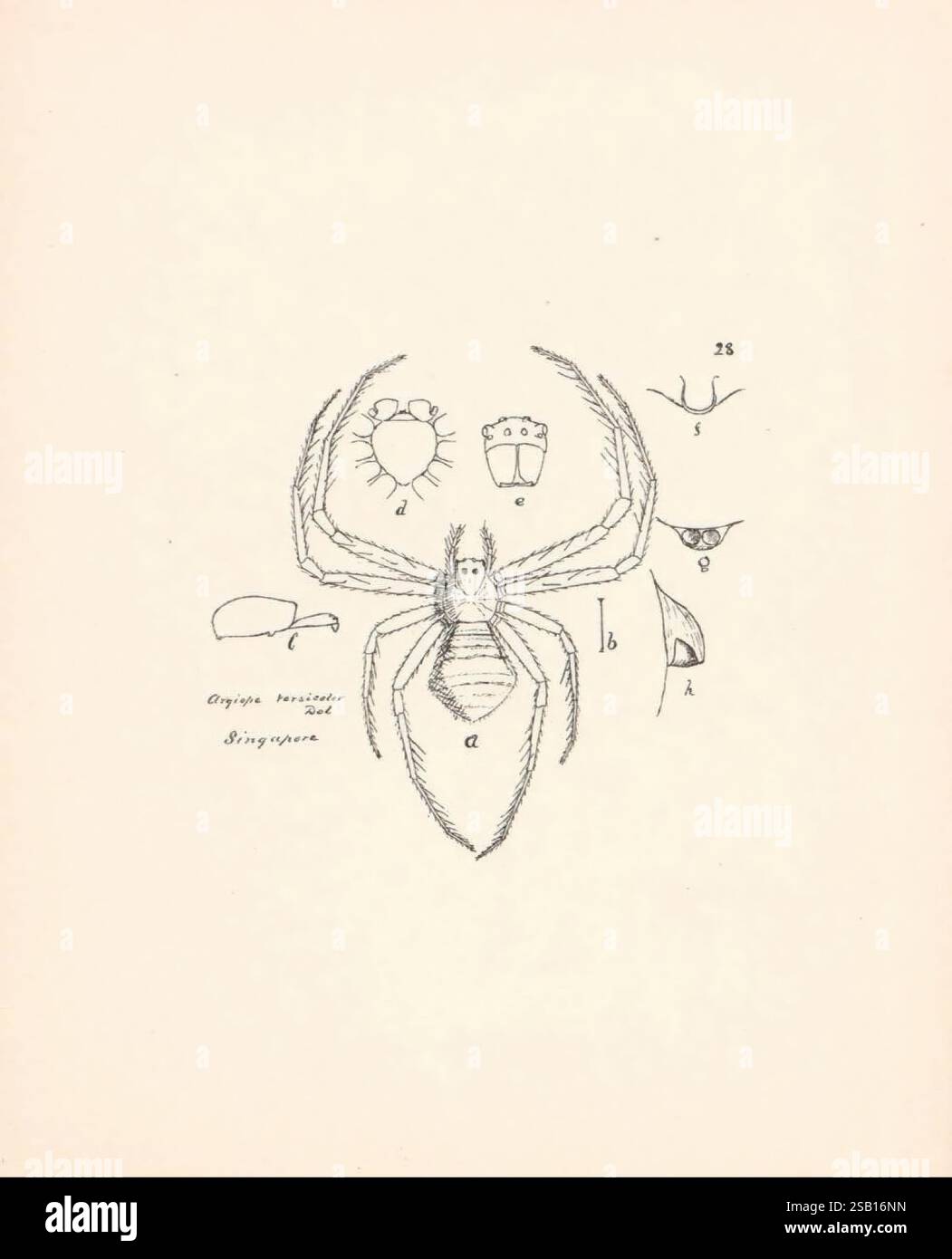 Malaysian spiders Belfast T. Workman 1896-1900 Malaysia Pictorial works ...