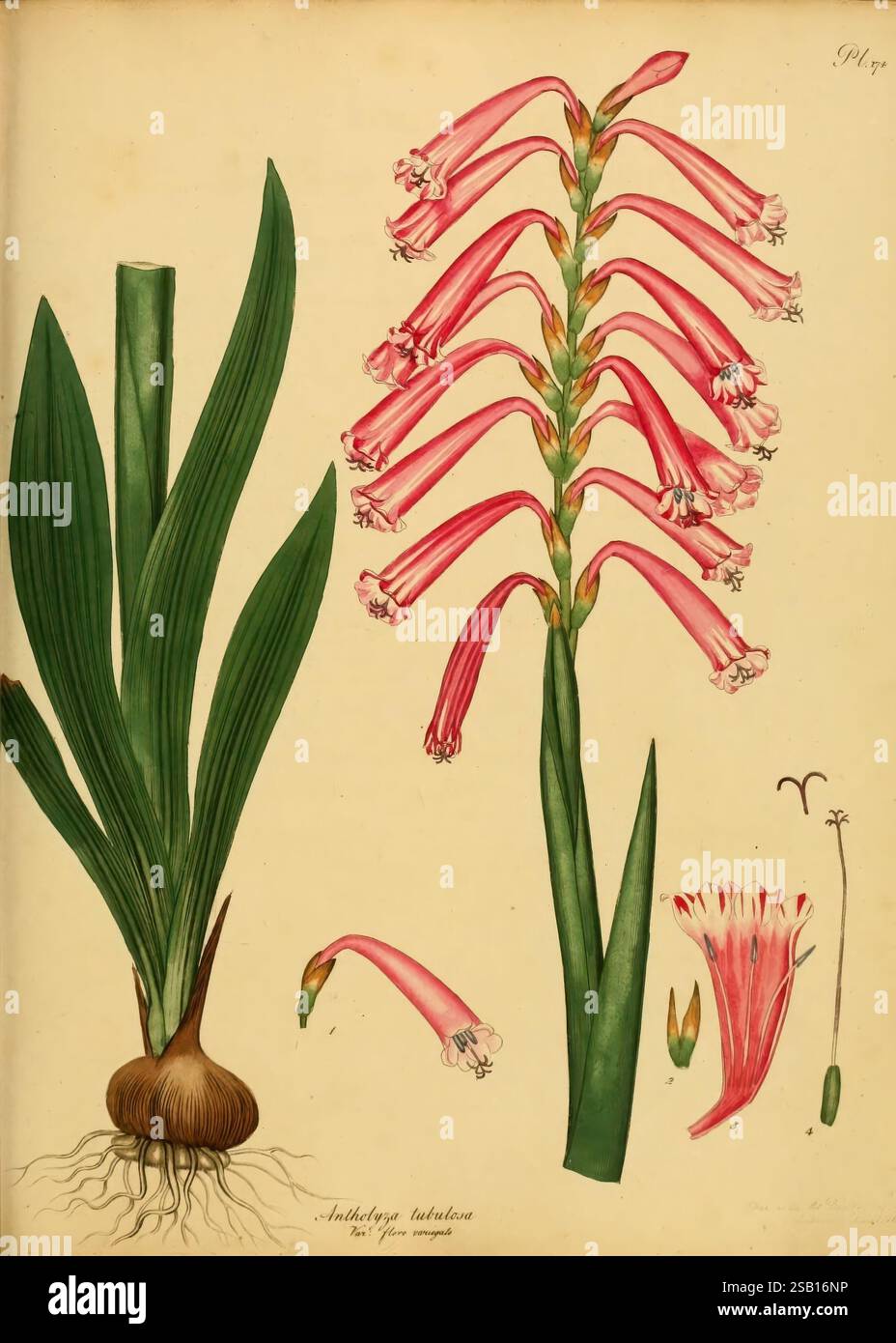 Primary flower cluster hi-res stock photography and images - Alamy